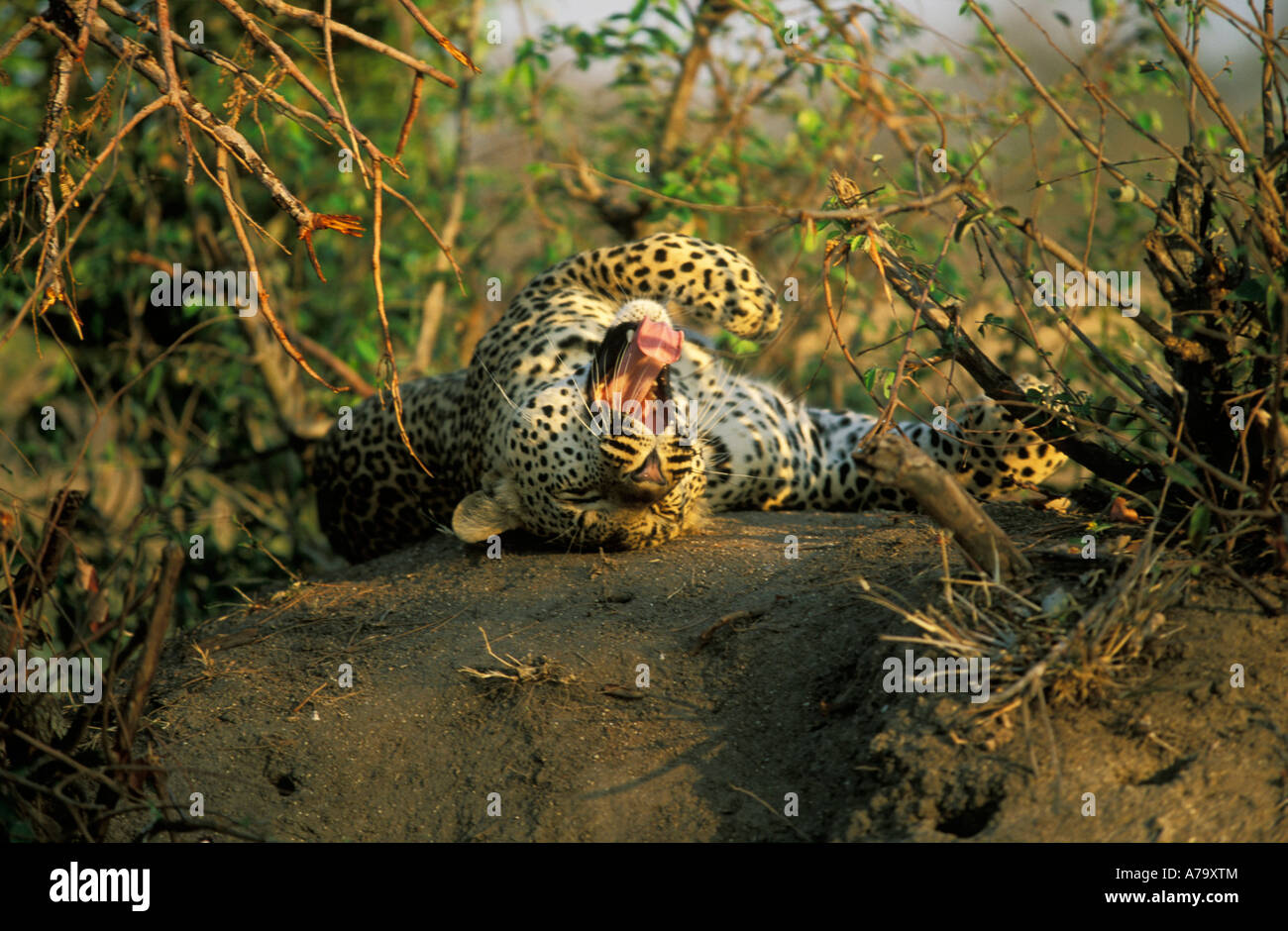 A leopard rolling onto its back and yawning Singita Sabi Sand Game ...
