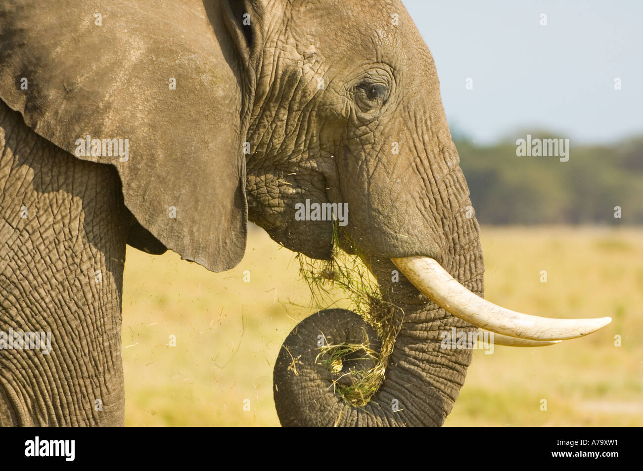 Portrait of a wild elefant eating eat elephant in the AMBOSELI NATIONAL ...