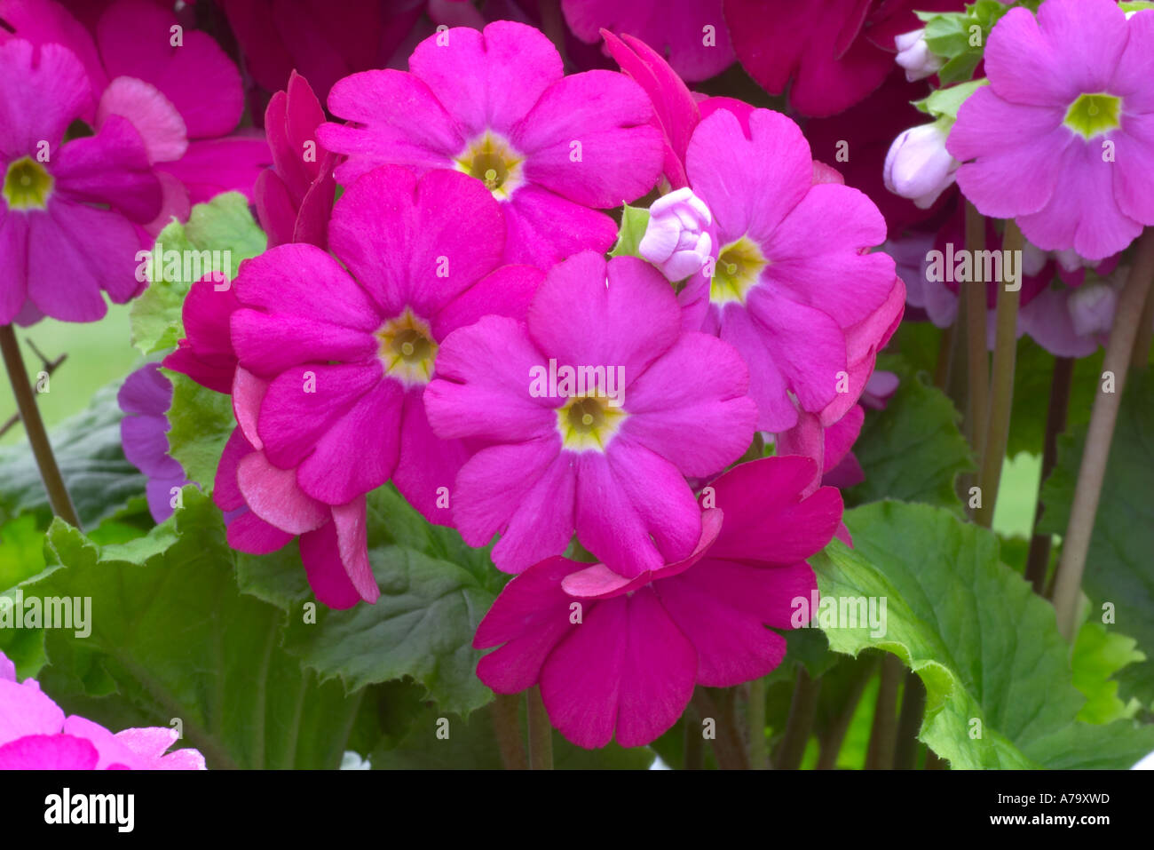 Flower of primrose primula obconica hi-res stock photography and images ...