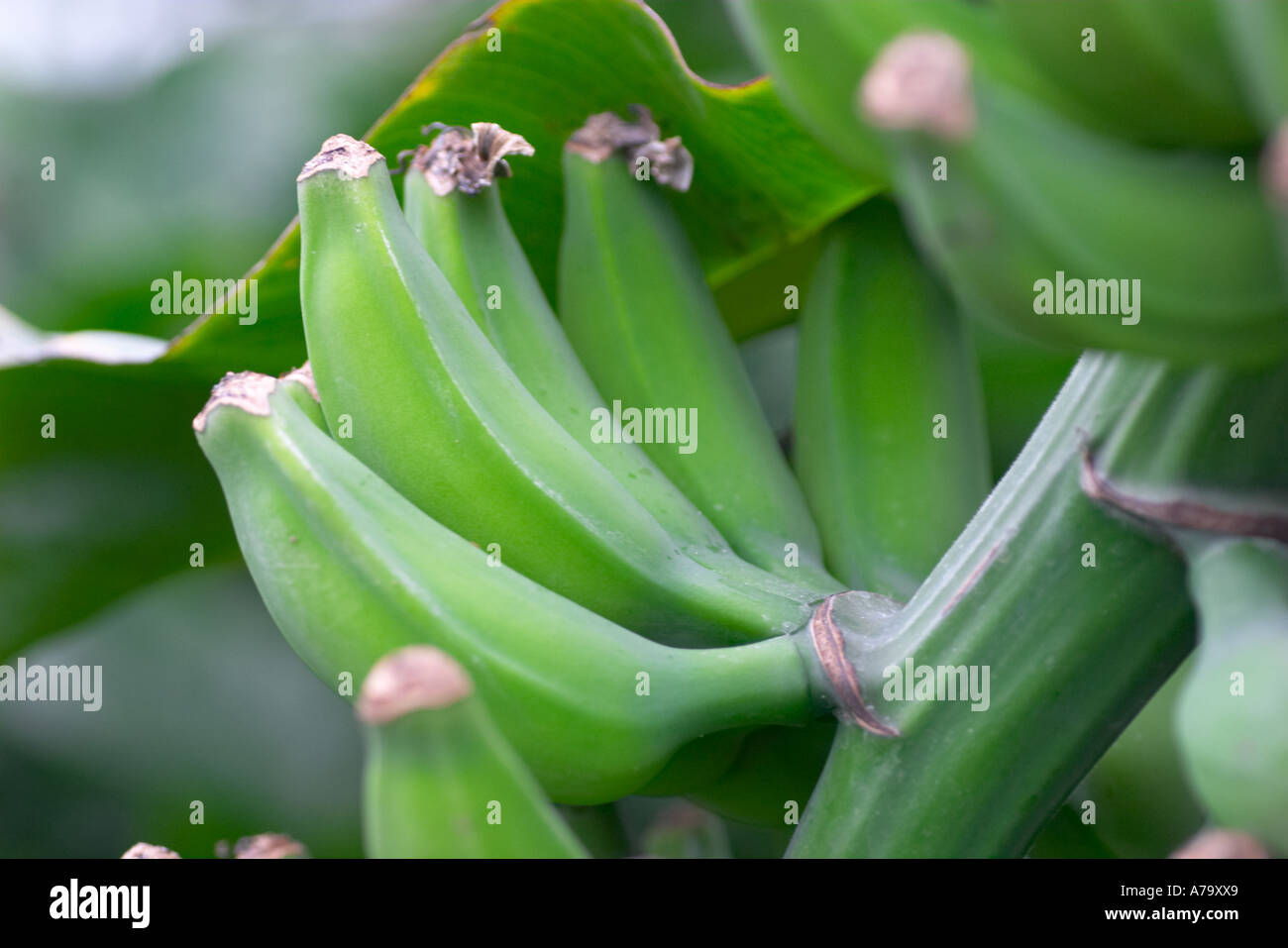 Musa accuminata Dwarf Cavendish Stock Photo - Alamy