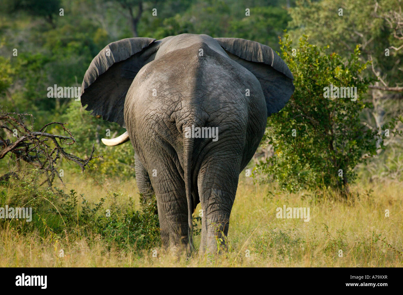 Rear view of a bull African elephant Sabi Sand Game Reserve Mpumalanga ...