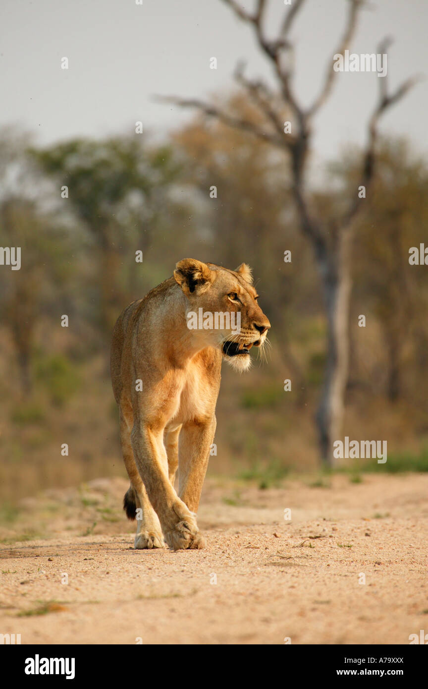 A single lioness walking towards the camera Sabi Sand Game Reserve ...