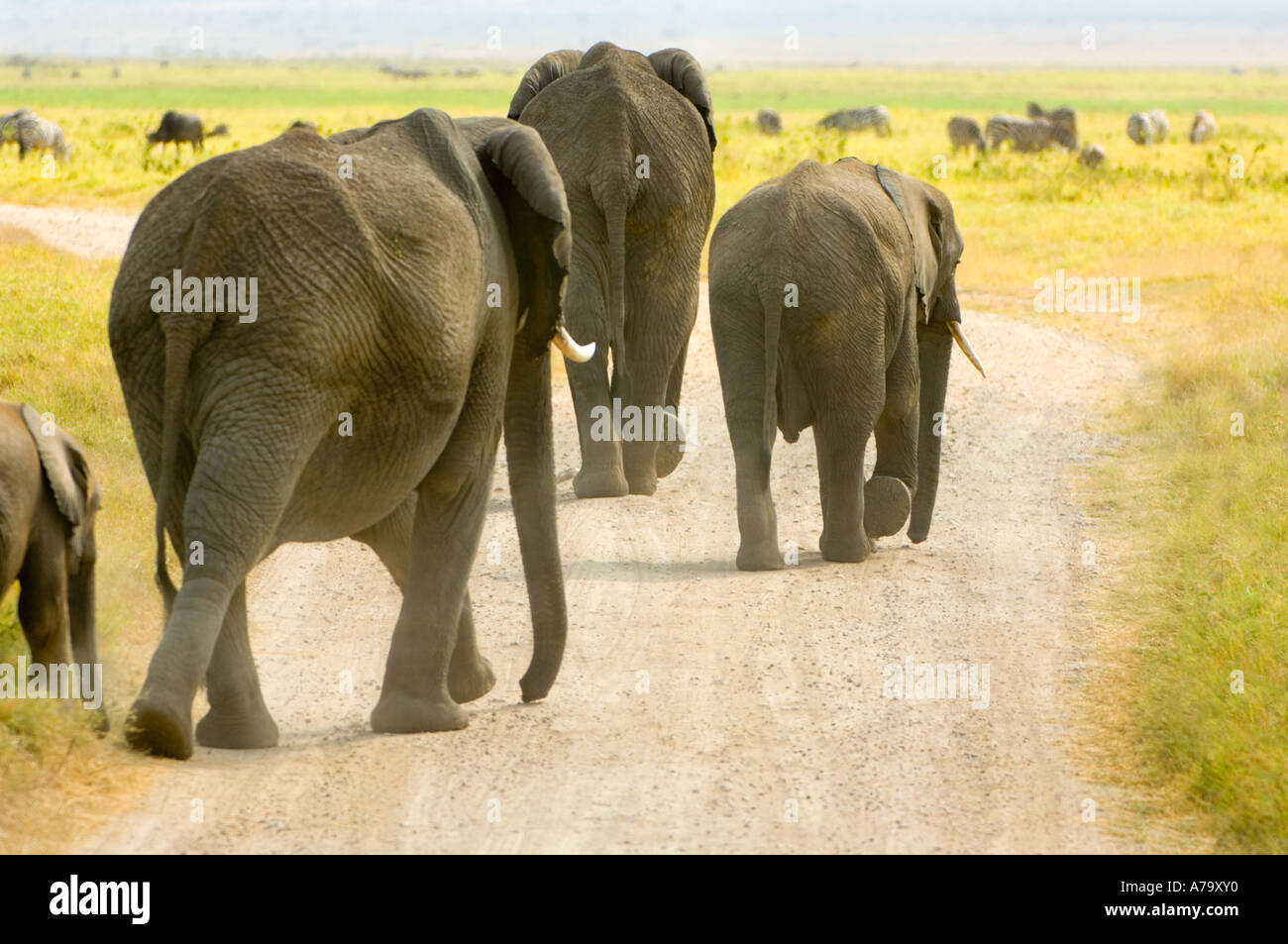 close herd of wild elefants elephants in the AMBOSELI NATIONAL PARK ...