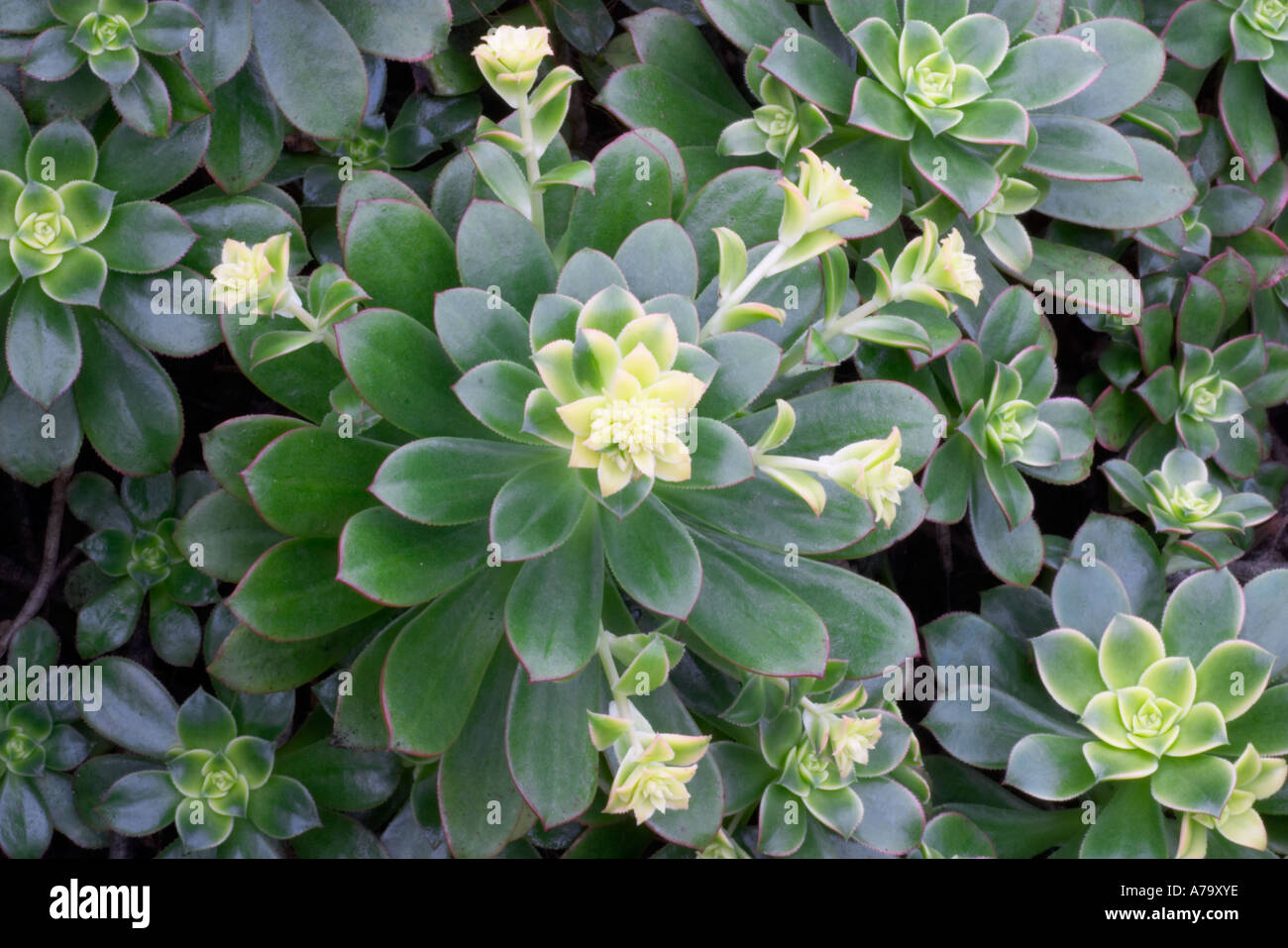 Aeonium haworthii Variegatum Stock Photo - Alamy