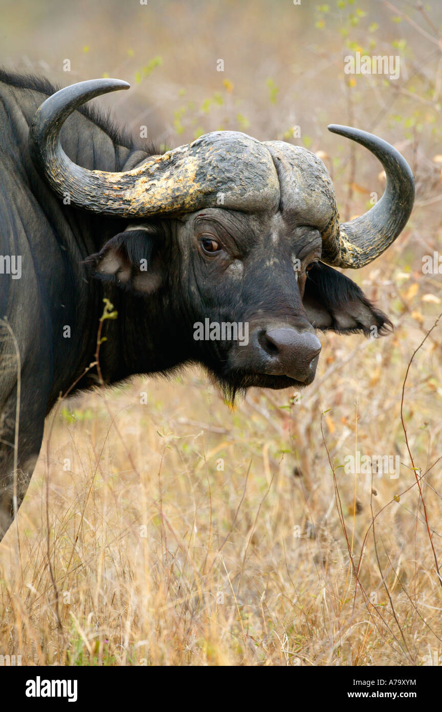 Portrait cape buffalo looking back hi-res stock photography and images ...
