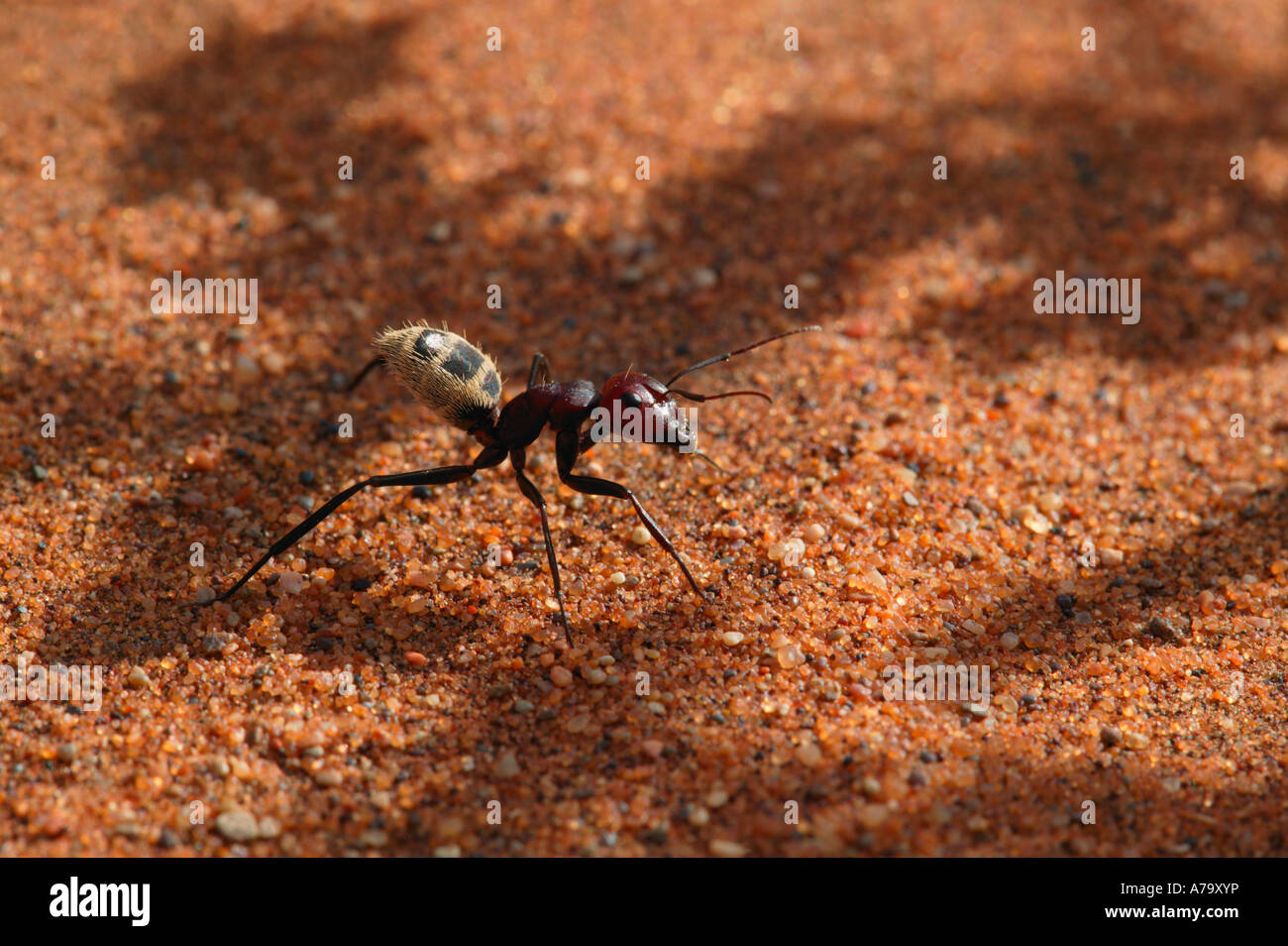An ant Camponotus detritus on a red sand dune in Sossusvlei Namibia ...