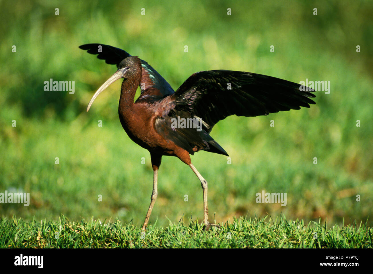 Glossy ibis standing in green are with wings raised Johannesburg ...