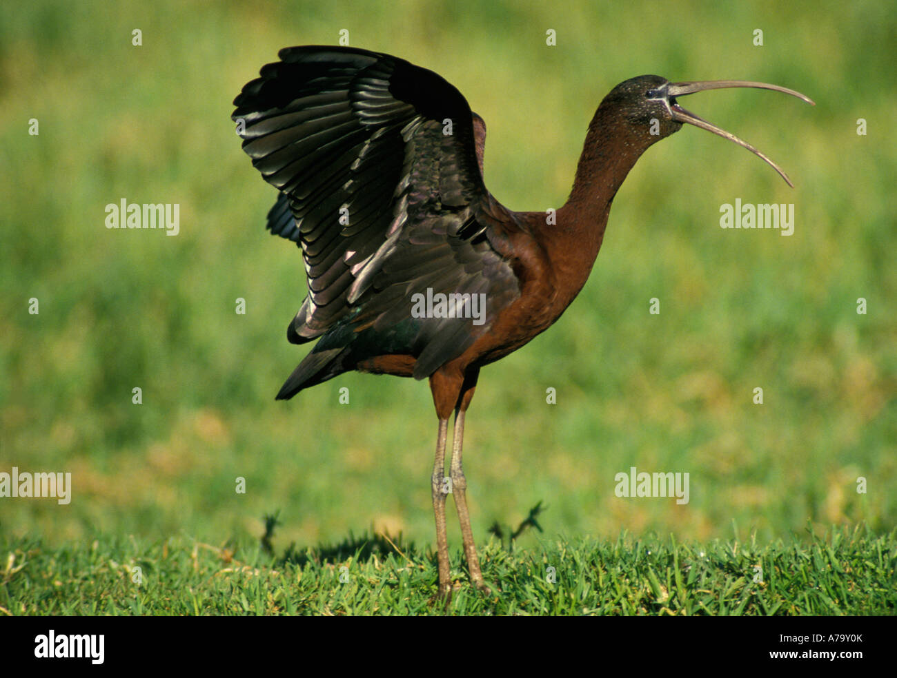 Raised and curved wings hi-res stock photography and images - Alamy
