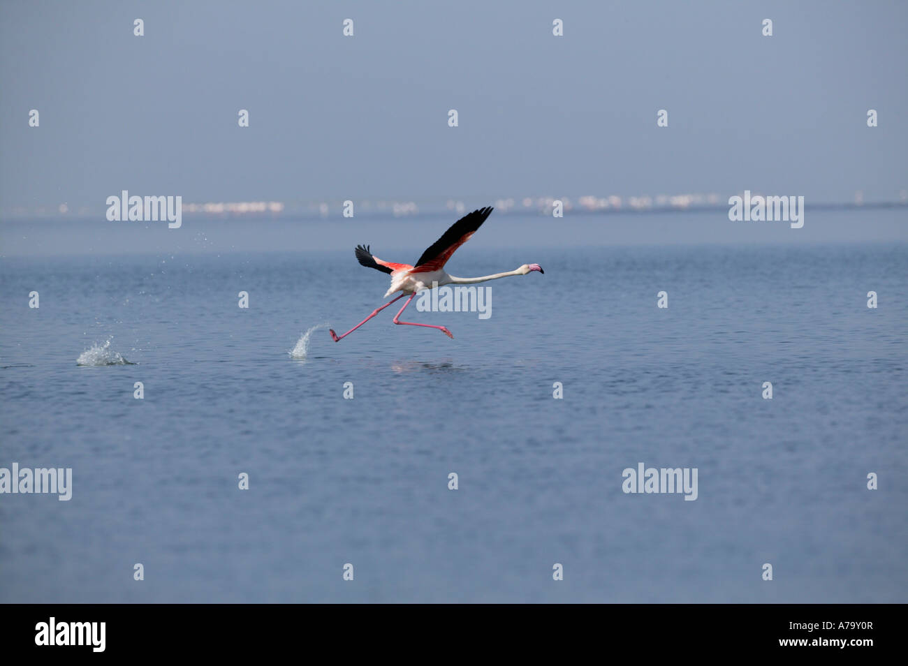 greater flamingo running across water to take off Walvisbay Namibia ...