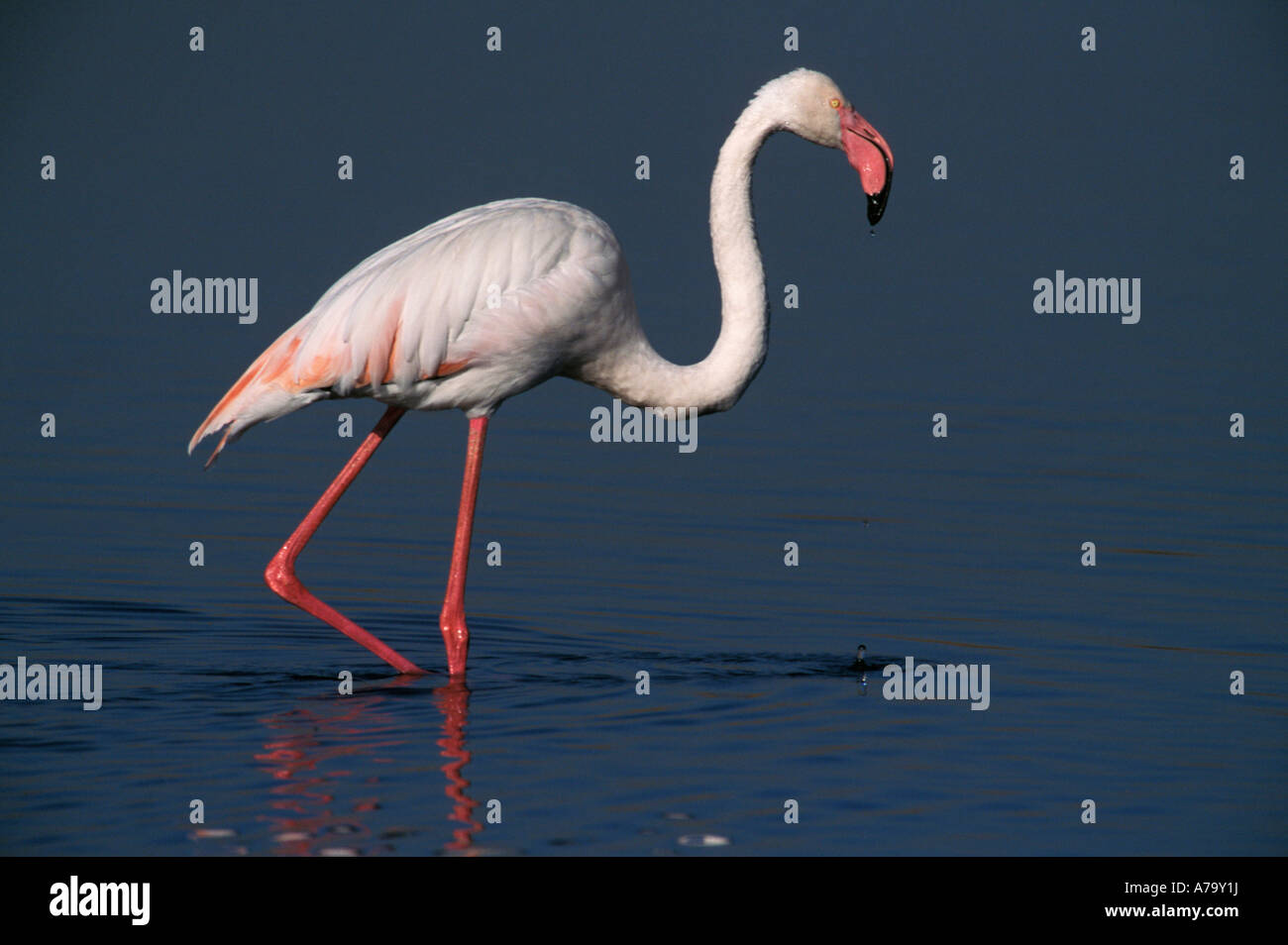 Greater flamingo wading in the water with a droplet of water falling ...