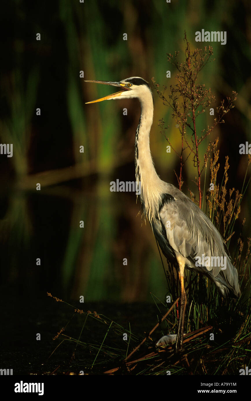 Clump of reeds hi-res stock photography and images - Alamy