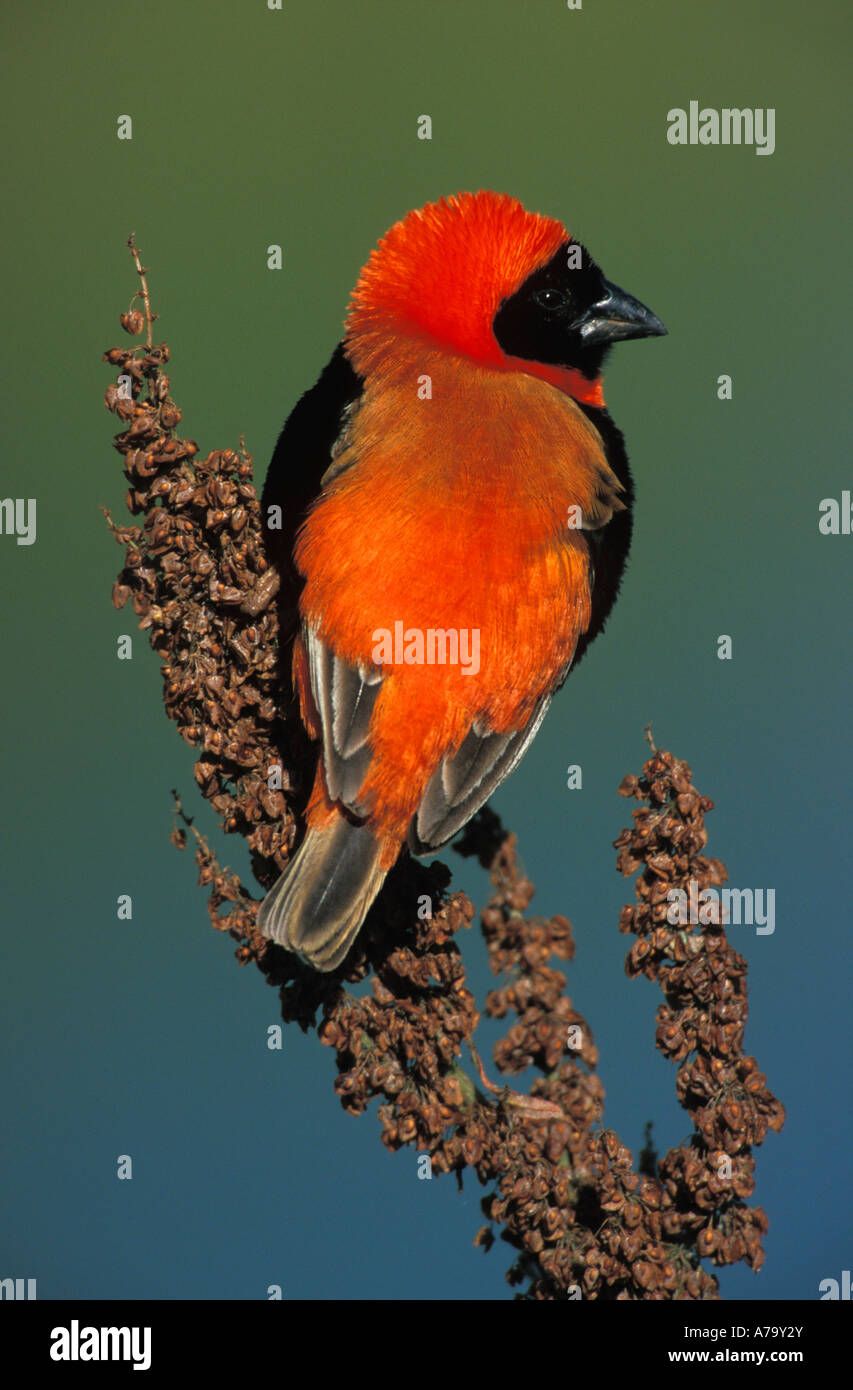 Backwards hi-res stock photography and images - Alamy