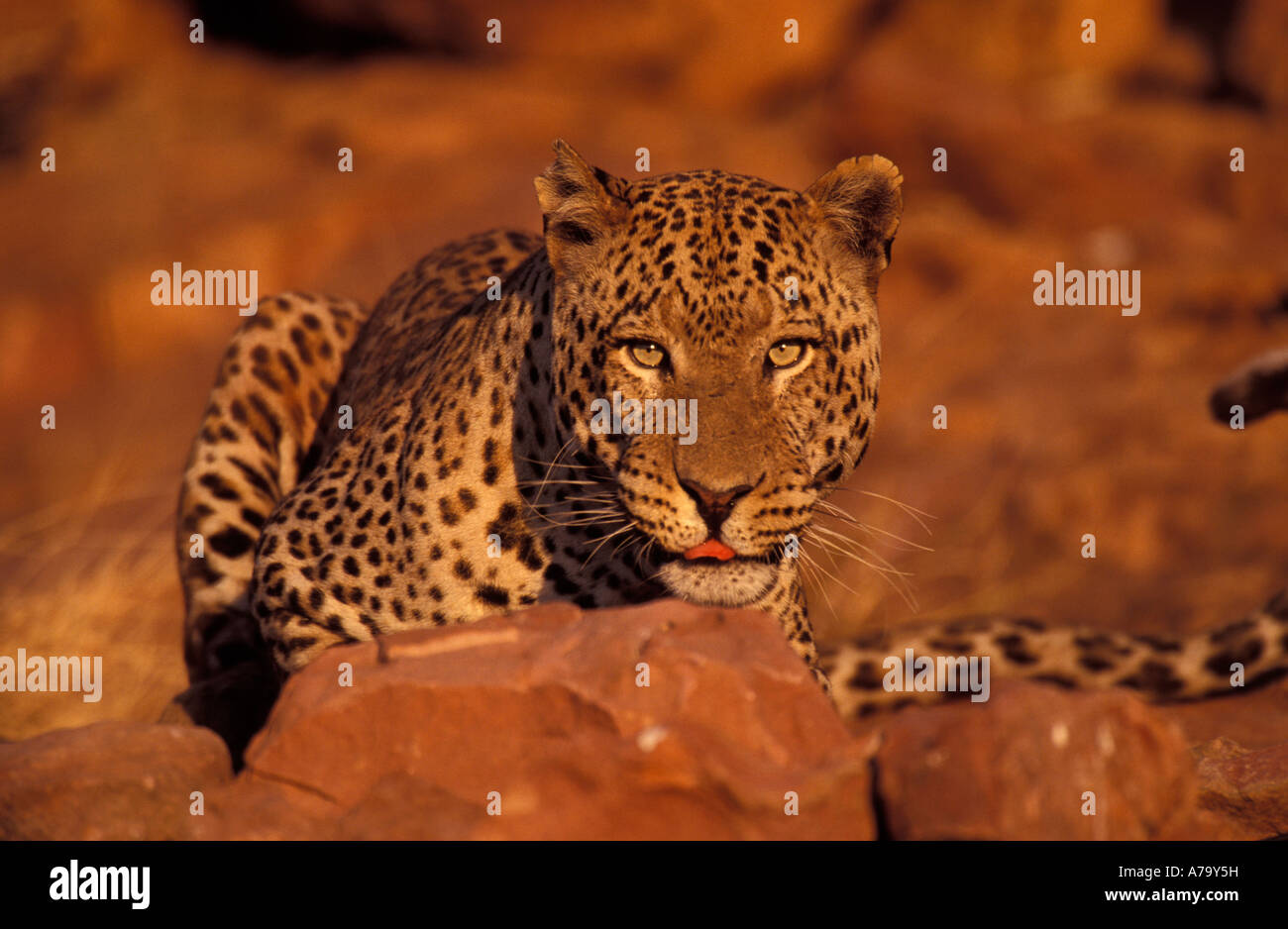 Portrait of adult male leopard with tongue slightly extended Okanjima ...
