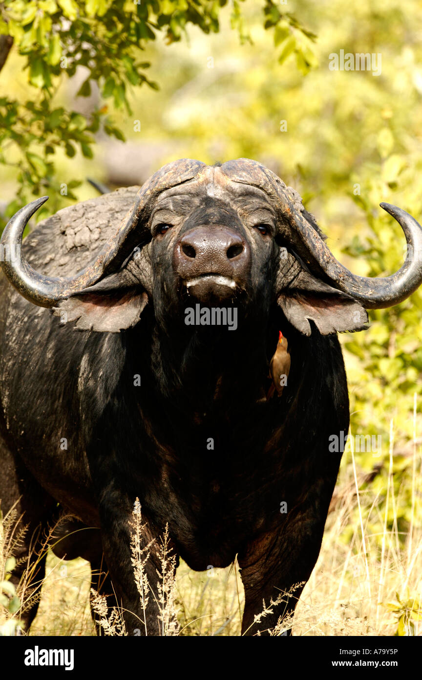 Portrait of a Cape buffalo bull with a muddy back and its head slightly ...