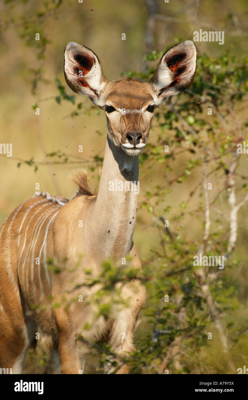 Portrait of a Kudu cow Sabi Sand Game Reserve Mpumalanga South Africa ...