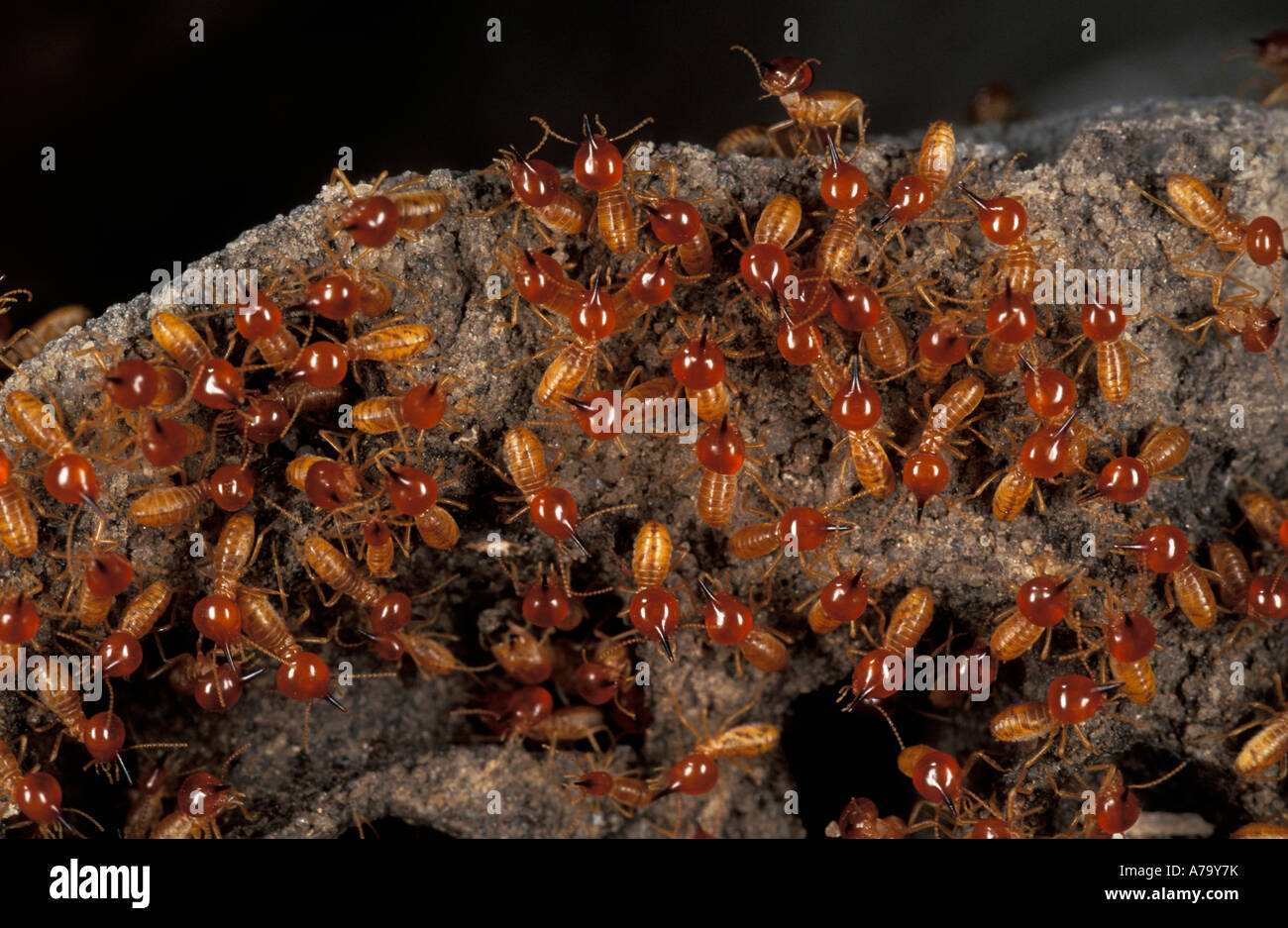 Termites okavango delta botswana hi-res stock photography and images ...