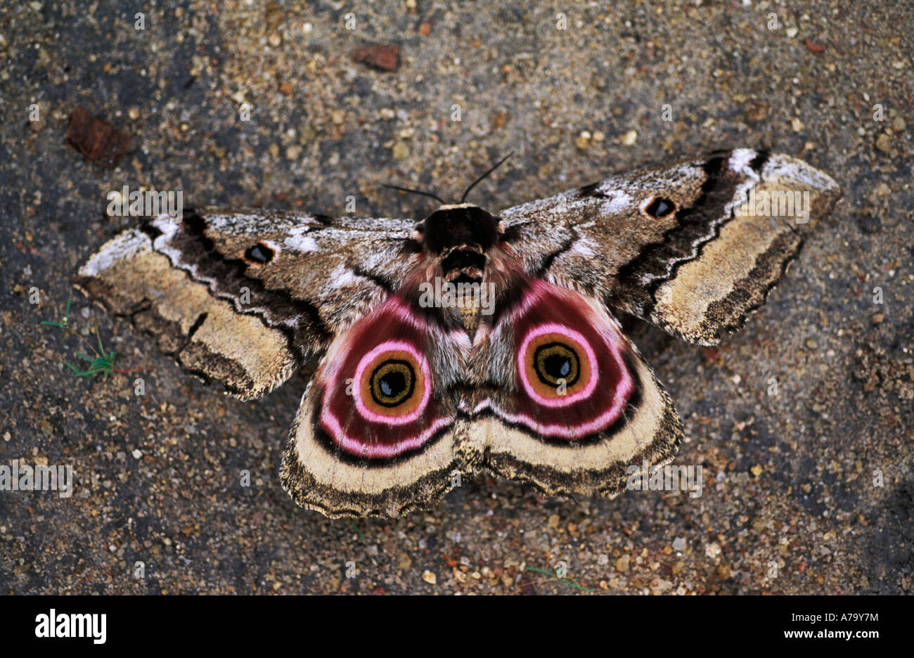 Speckled emperor moth hi-res stock photography and images - Alamy