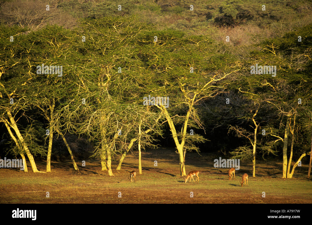 Fever trees Acacia xanthophloea with grazing impala on edge of Nyamiti ...