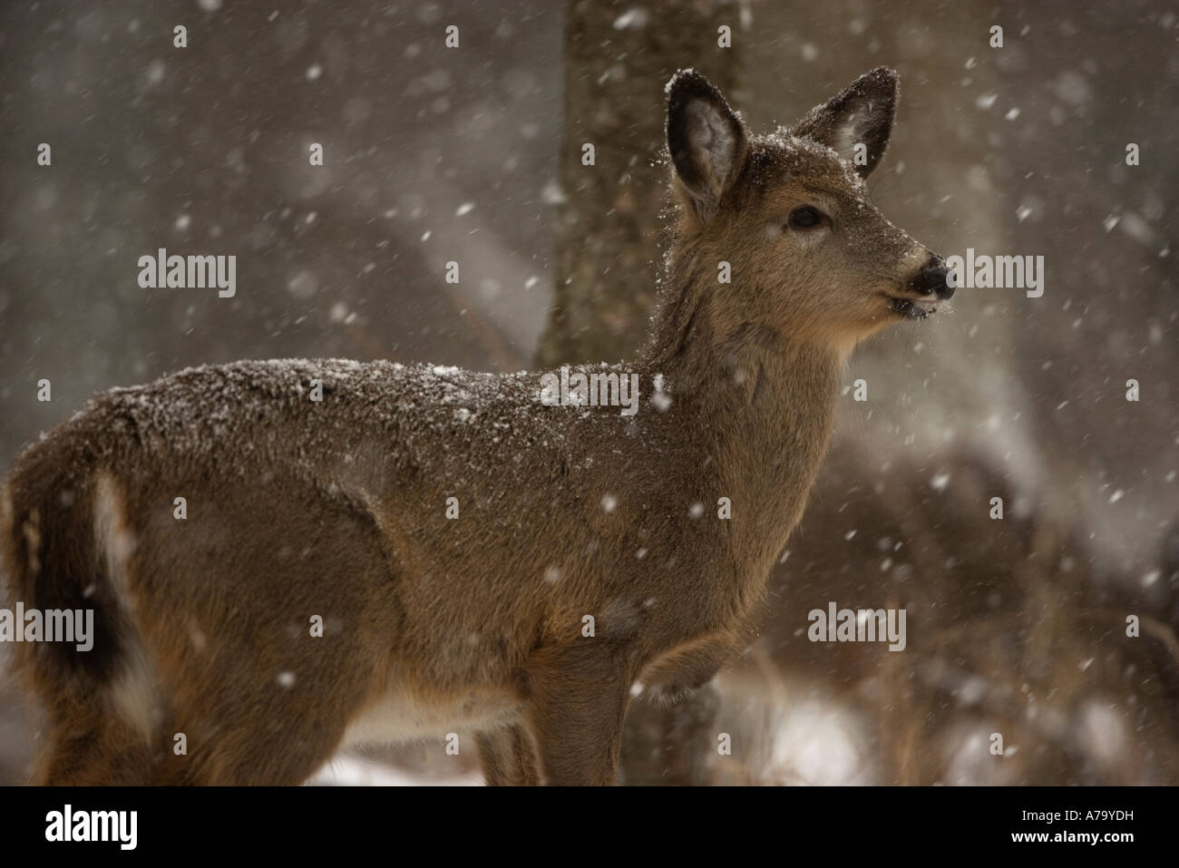 White tailed Deer Odocoileus virginianus New York Doe Stock Photo - Alamy