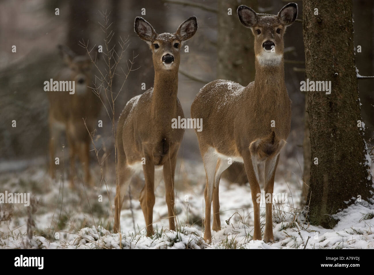 White tailed Deer Odocoileus virginianus New York Doe Stock Photo - Alamy