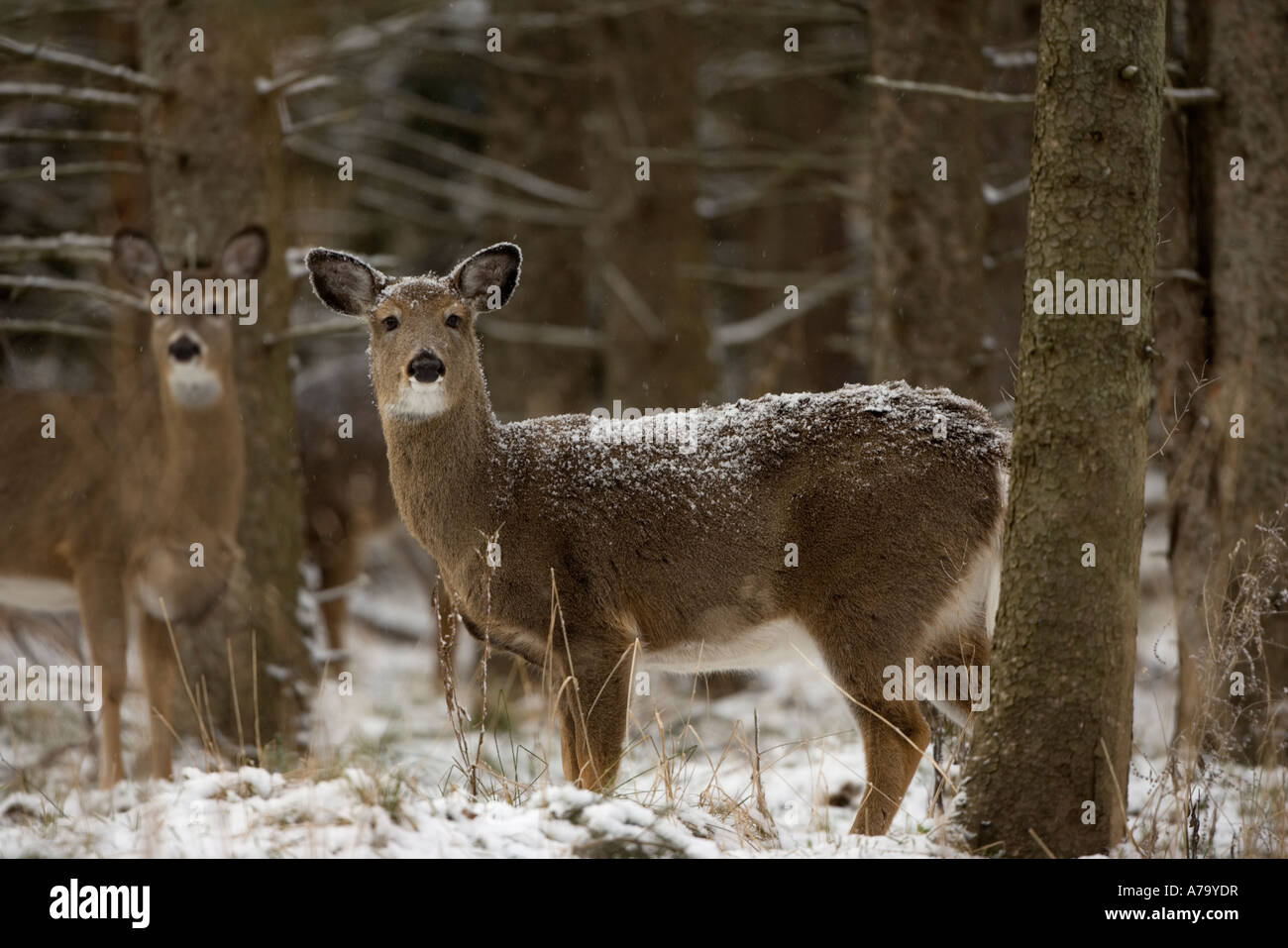 White tailed Deer Odocoileus virginianus New York Doe Stock Photo - Alamy