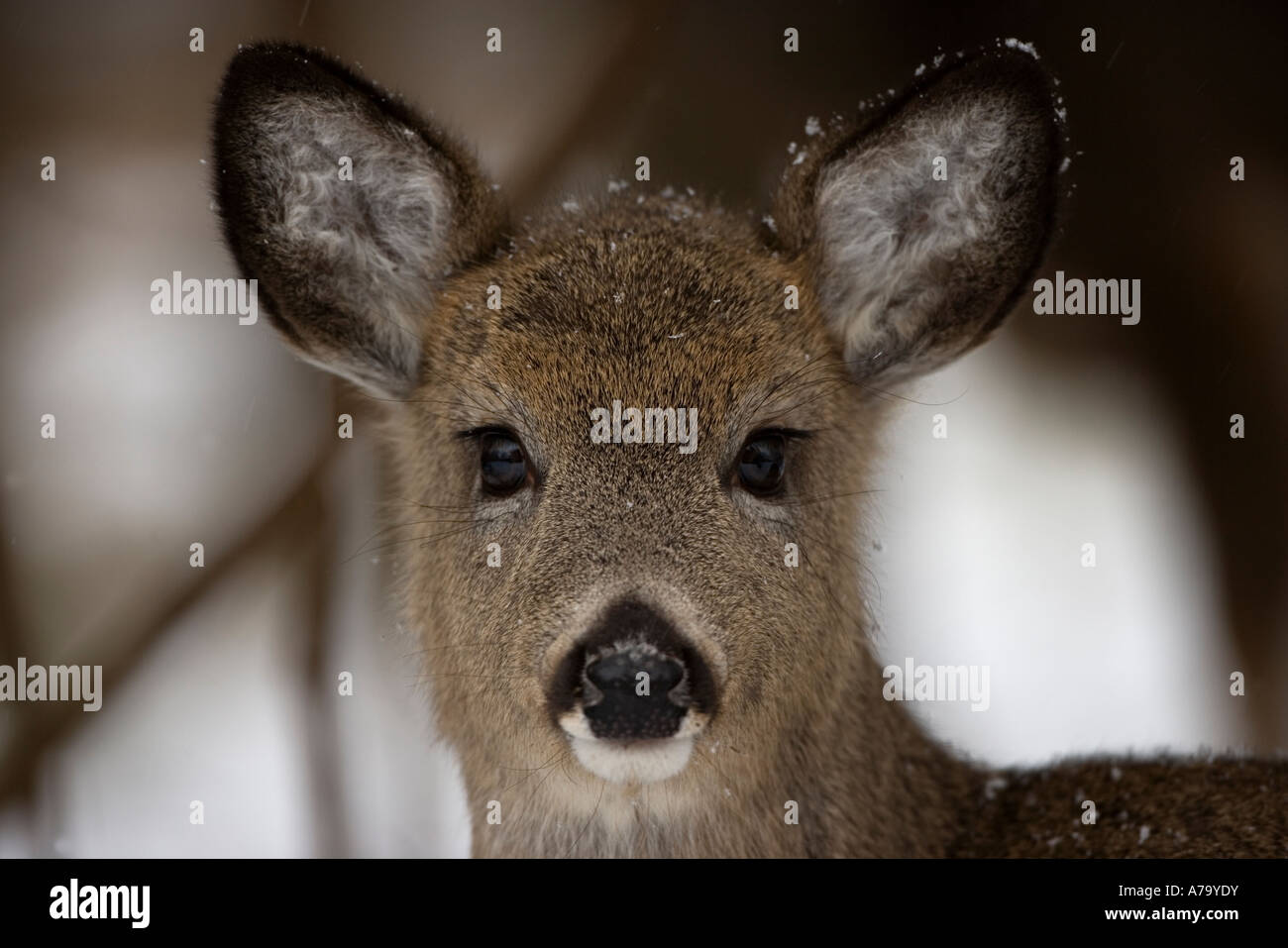 White tailed Deer Odocoileus virginianus New York Doe Stock Photo - Alamy