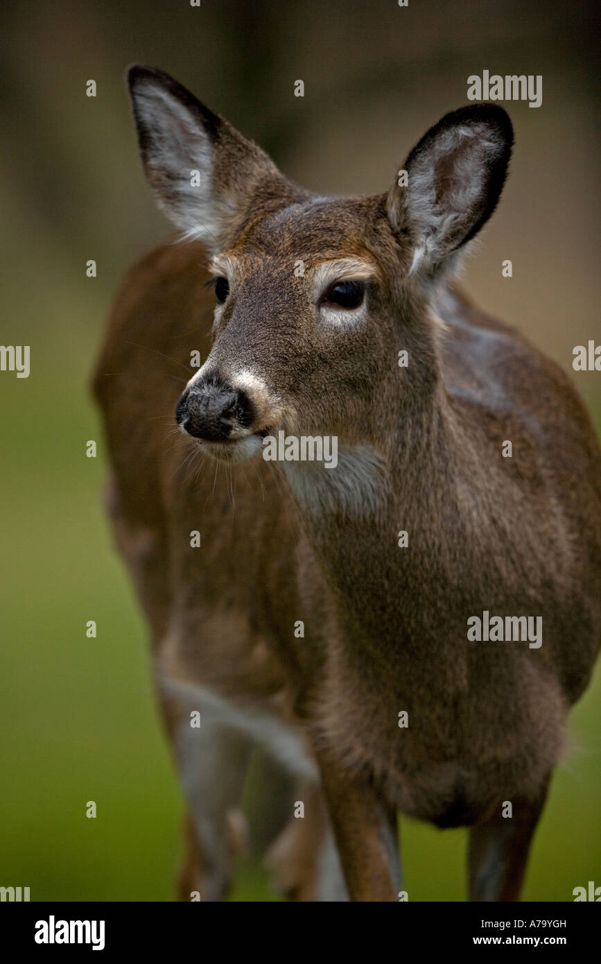 White tailed Deer Odocoileus virginianus New York Doe Stock Photo - Alamy