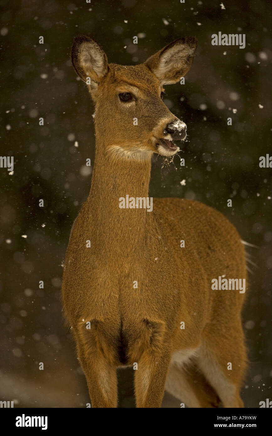 White tailed Deer Odocoileus virginianus New York Doe Stock Photo - Alamy