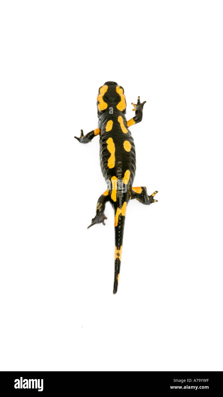 firesalamander fire salamander Salamandra salamandra alpine the true ...