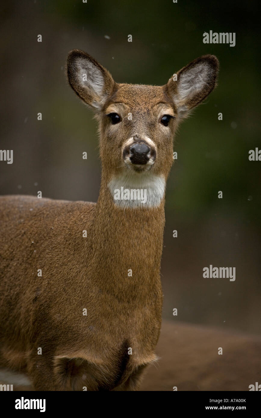 White tailed Deer Odocoileus virginianus New York Doe Stock Photo - Alamy