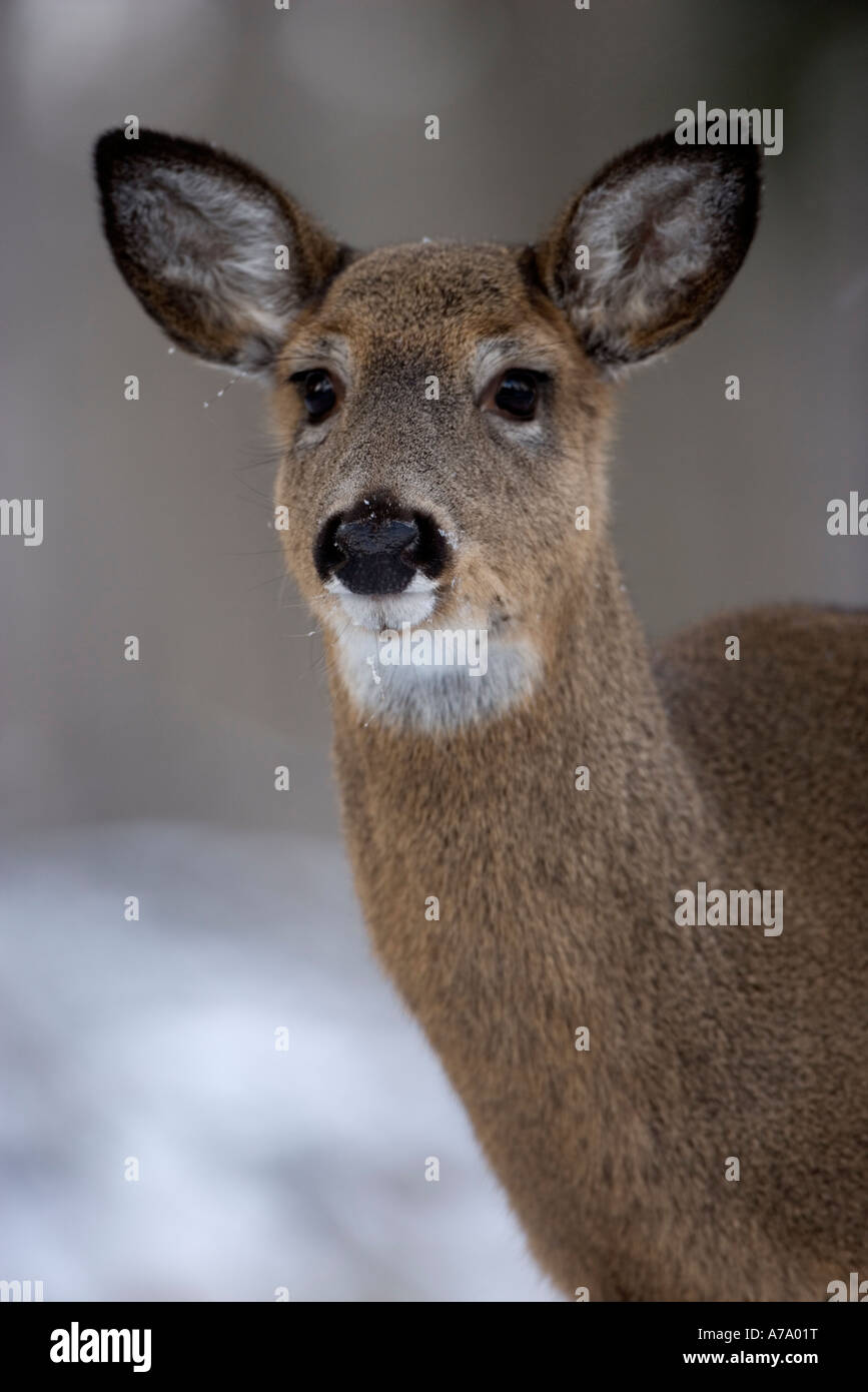 White tailed Deer Odocoileus virginianus New York Doe Stock Photo - Alamy