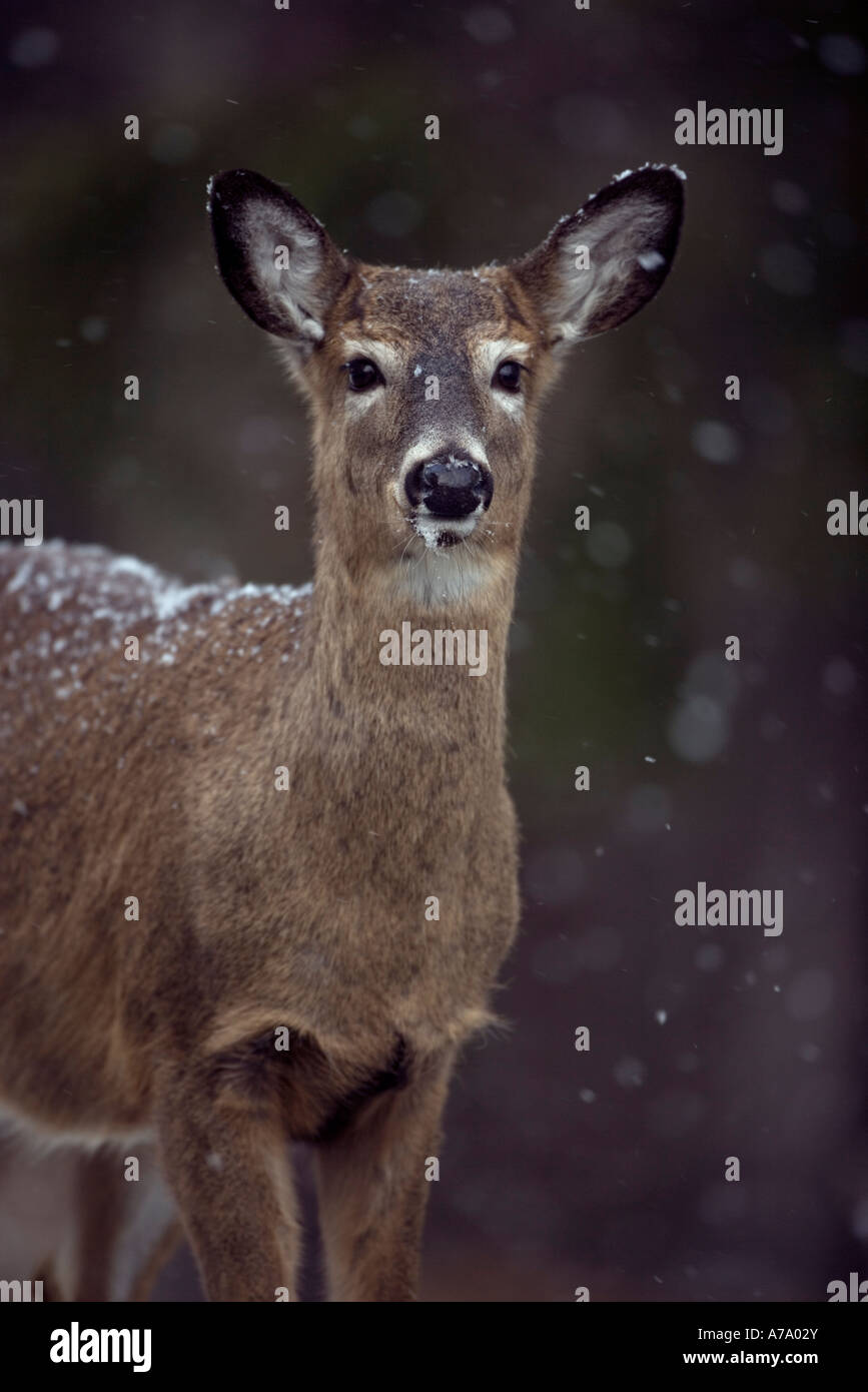 White tailed Deer Odocoileus virginianus New York Doe Stock Photo - Alamy