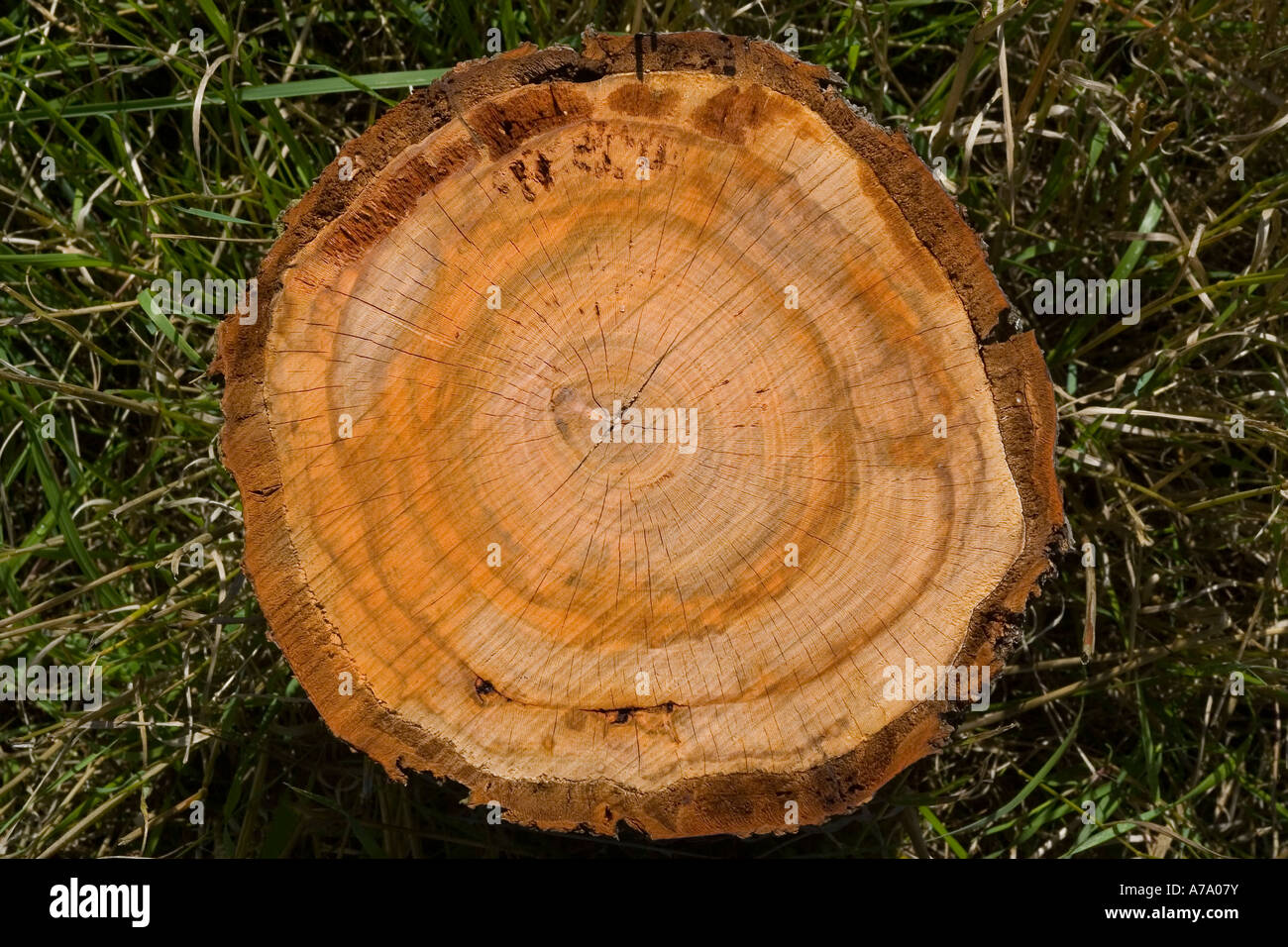 Overhead tree view hi-res stock photography and images - Alamy