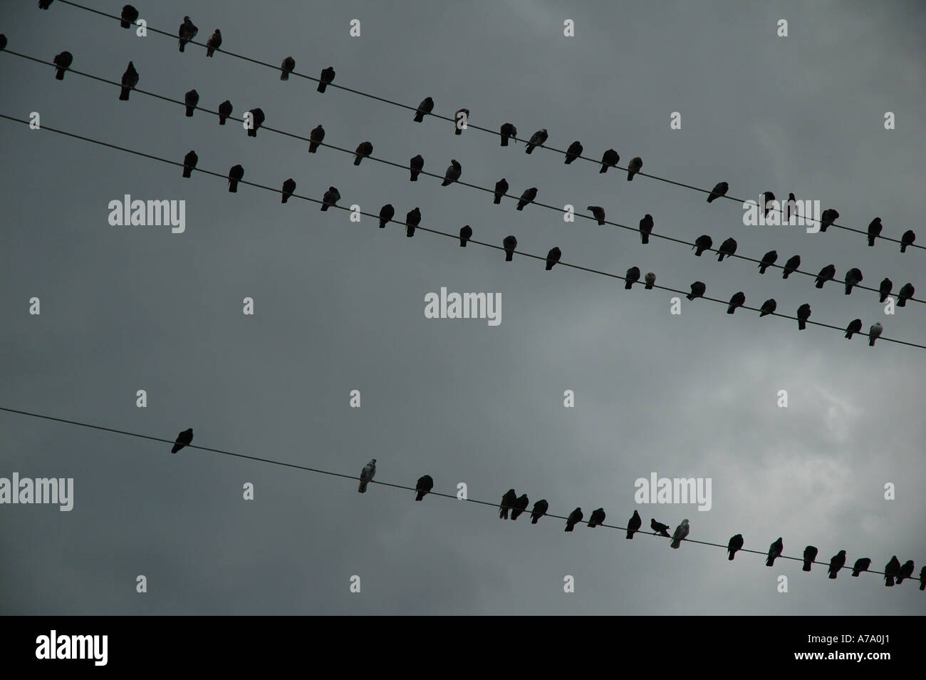 Birds on a Wire Stock Photo - Alamy