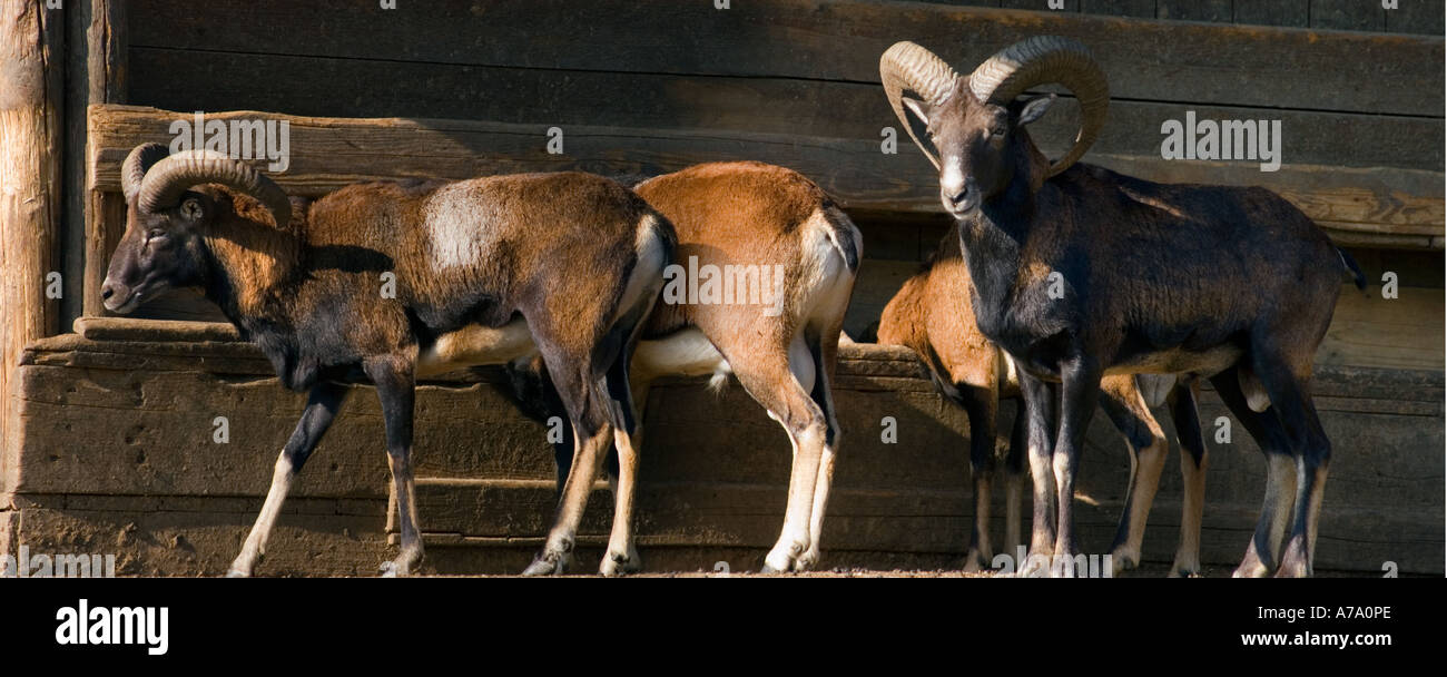 Rankling hi-res stock photography and images - Alamy