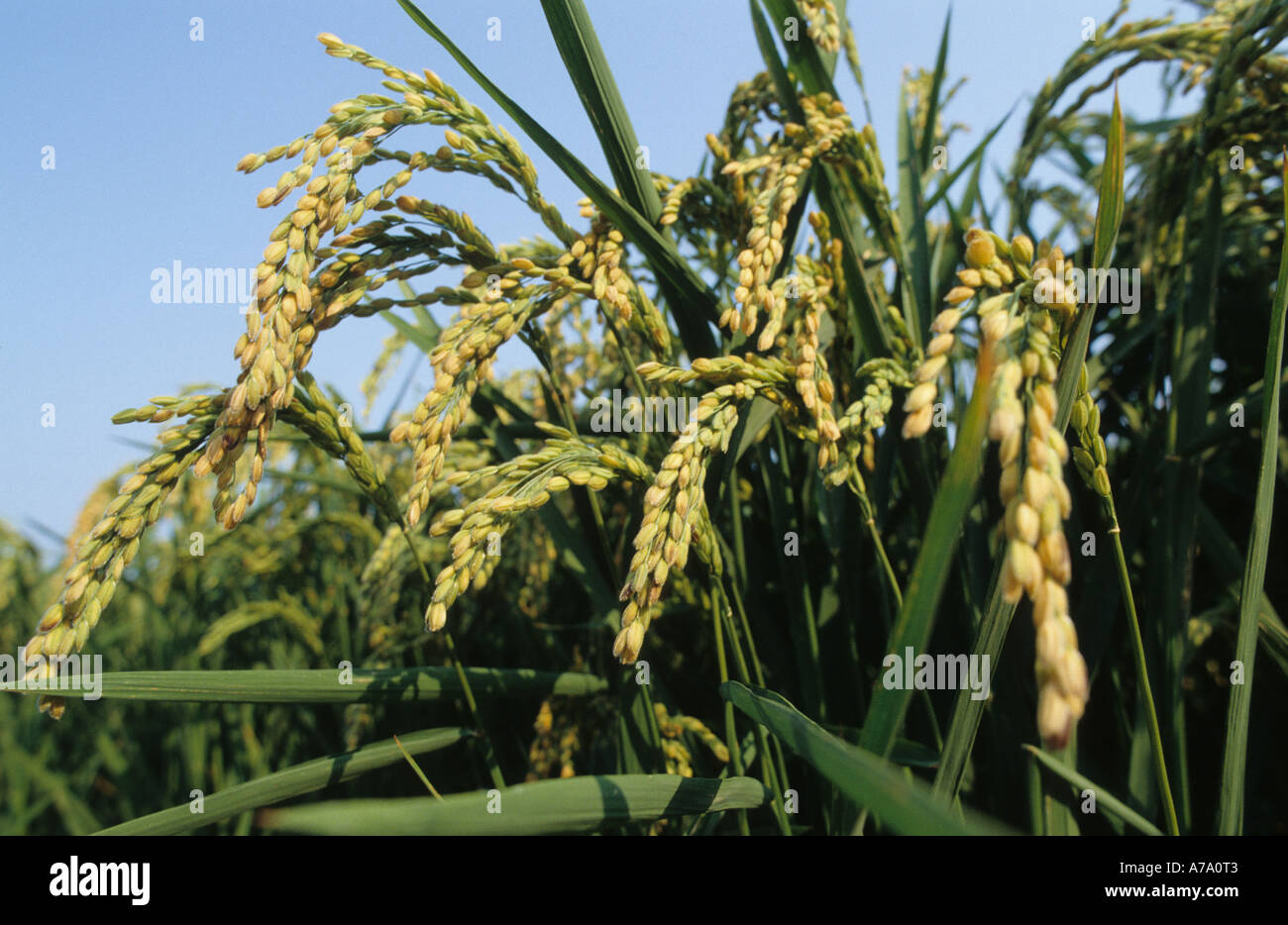 world food program rice plant Stock Photo - Alamy