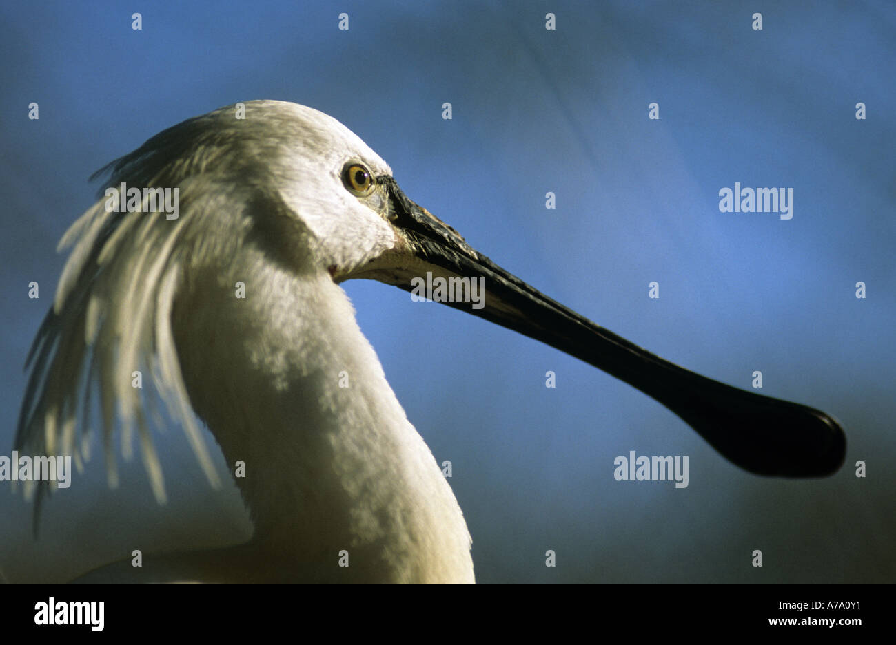 spoonbill bird bill portrait Stock Photo - Alamy