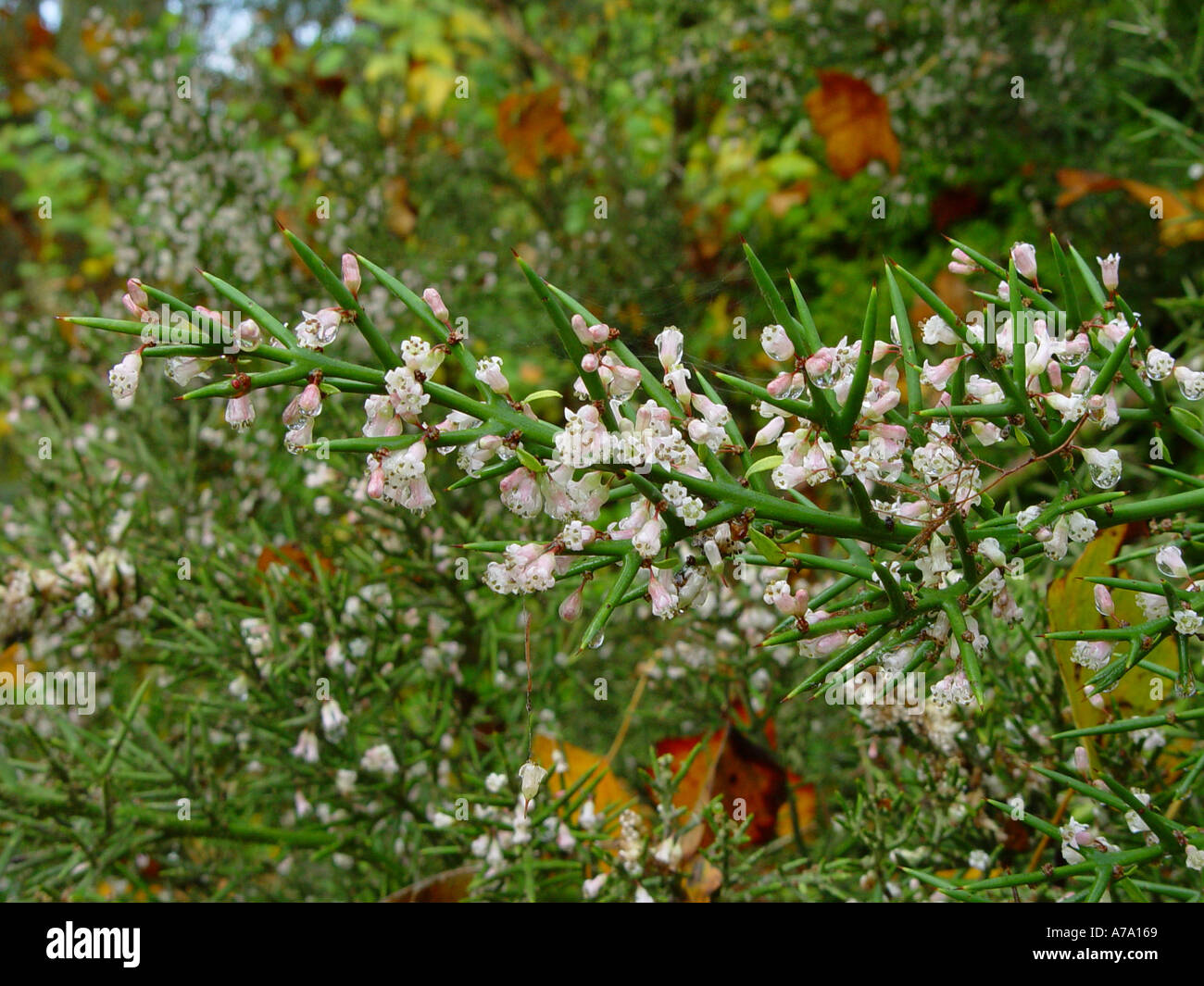 Colletia hi-res stock photography and images - Alamy