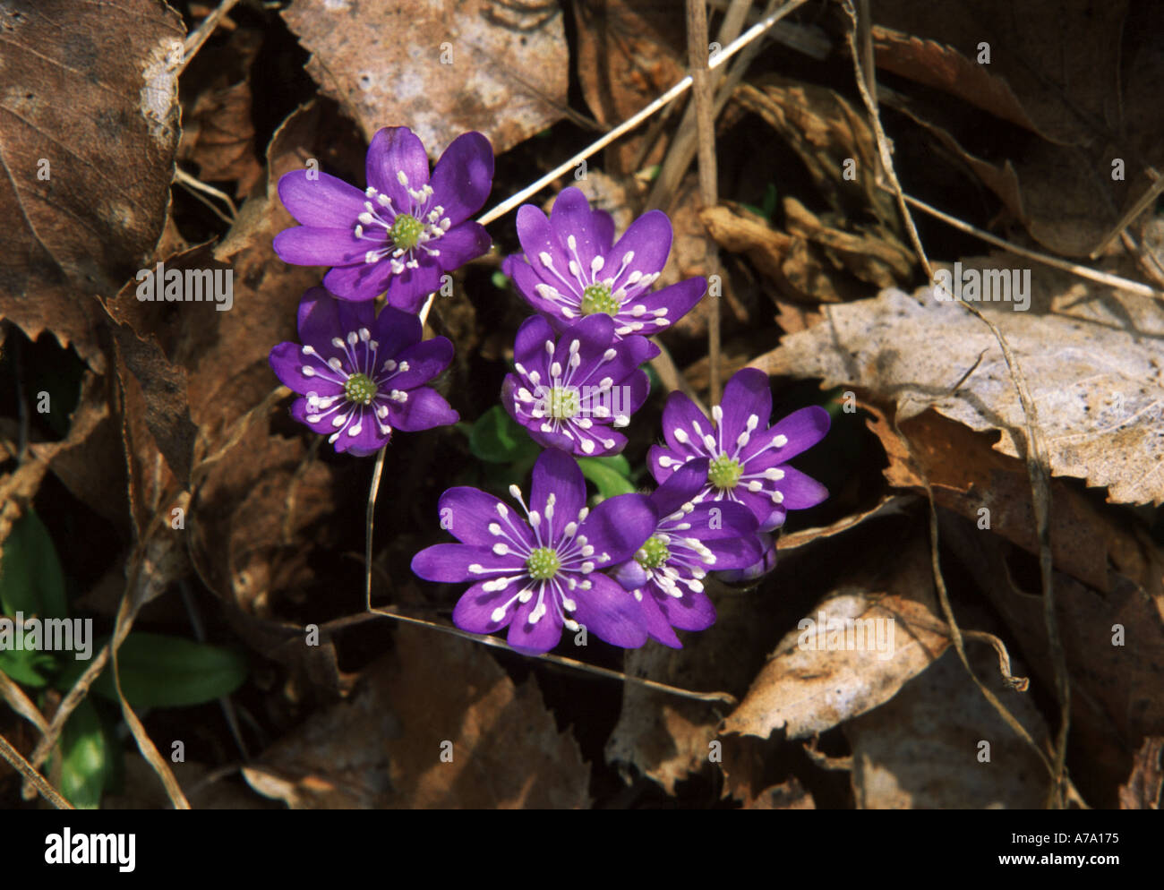 Hepaticus hi-res stock photography and images - Alamy