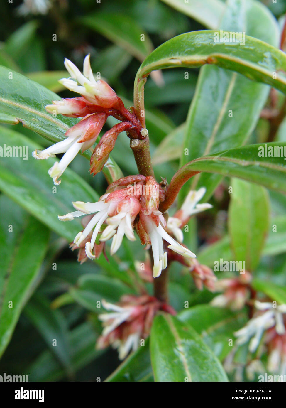 Sarcococca hookeriana var digyna Stock Photo - Alamy
