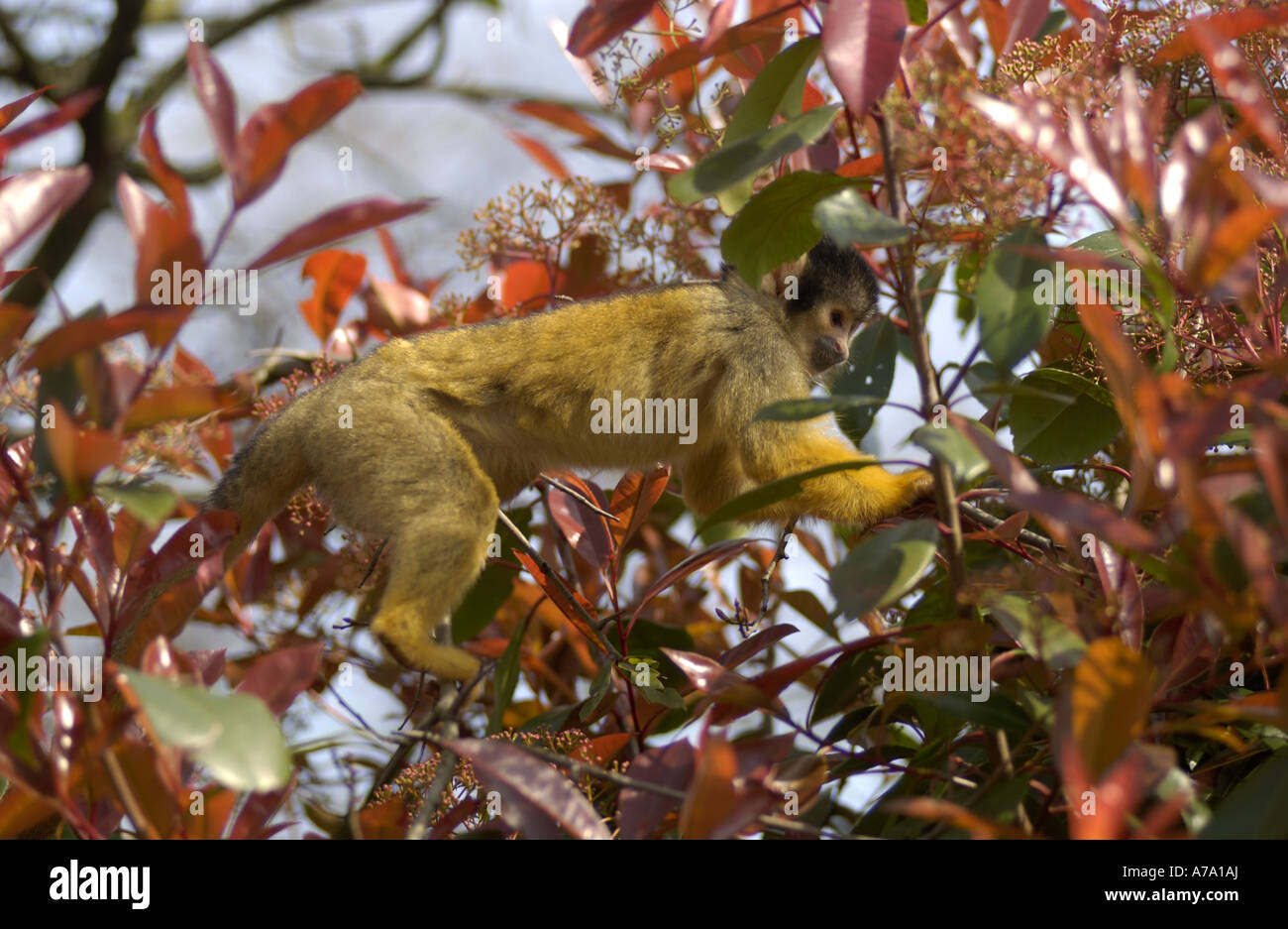 Black-capped squirrel Monkey in captivity at a Zoo, England, UK Stock ...