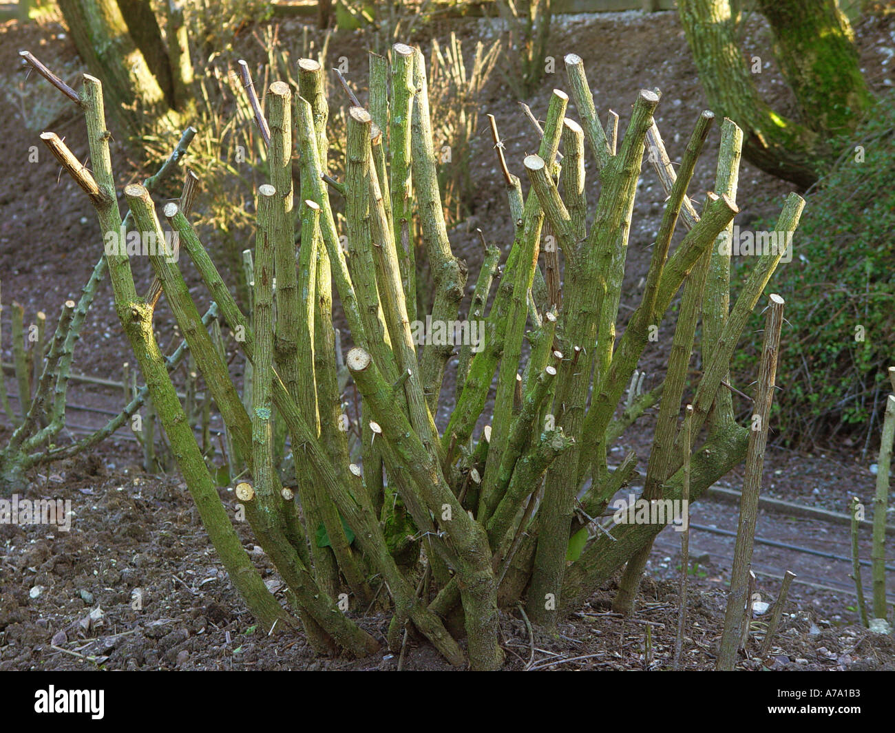 Hard pruning on berberis Stock Photo - Alamy