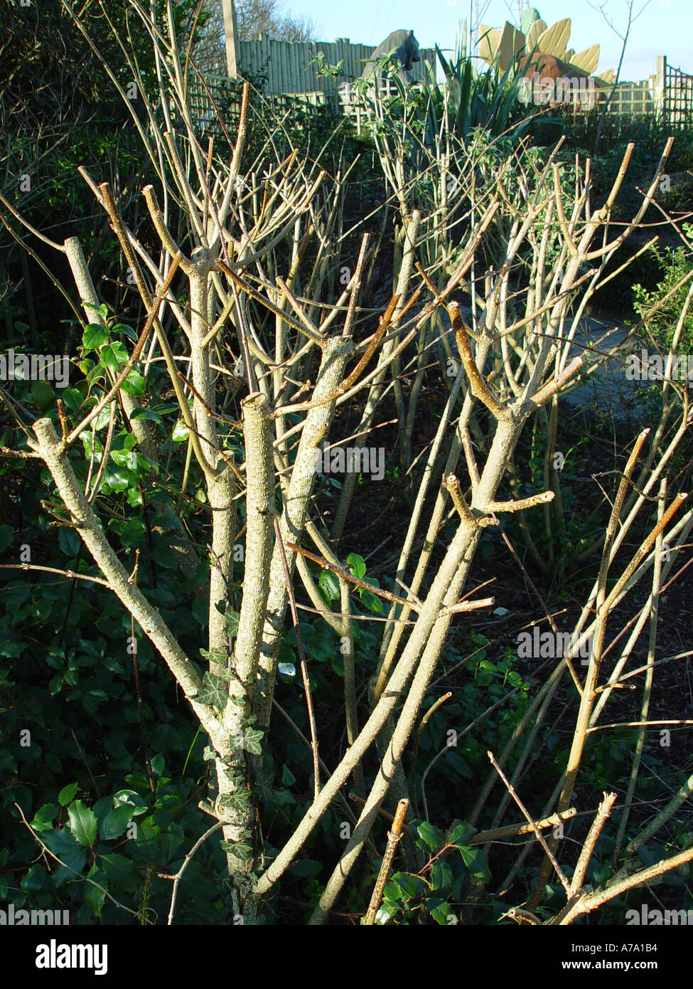 Pruned back hard hi-res stock photography and images - Alamy