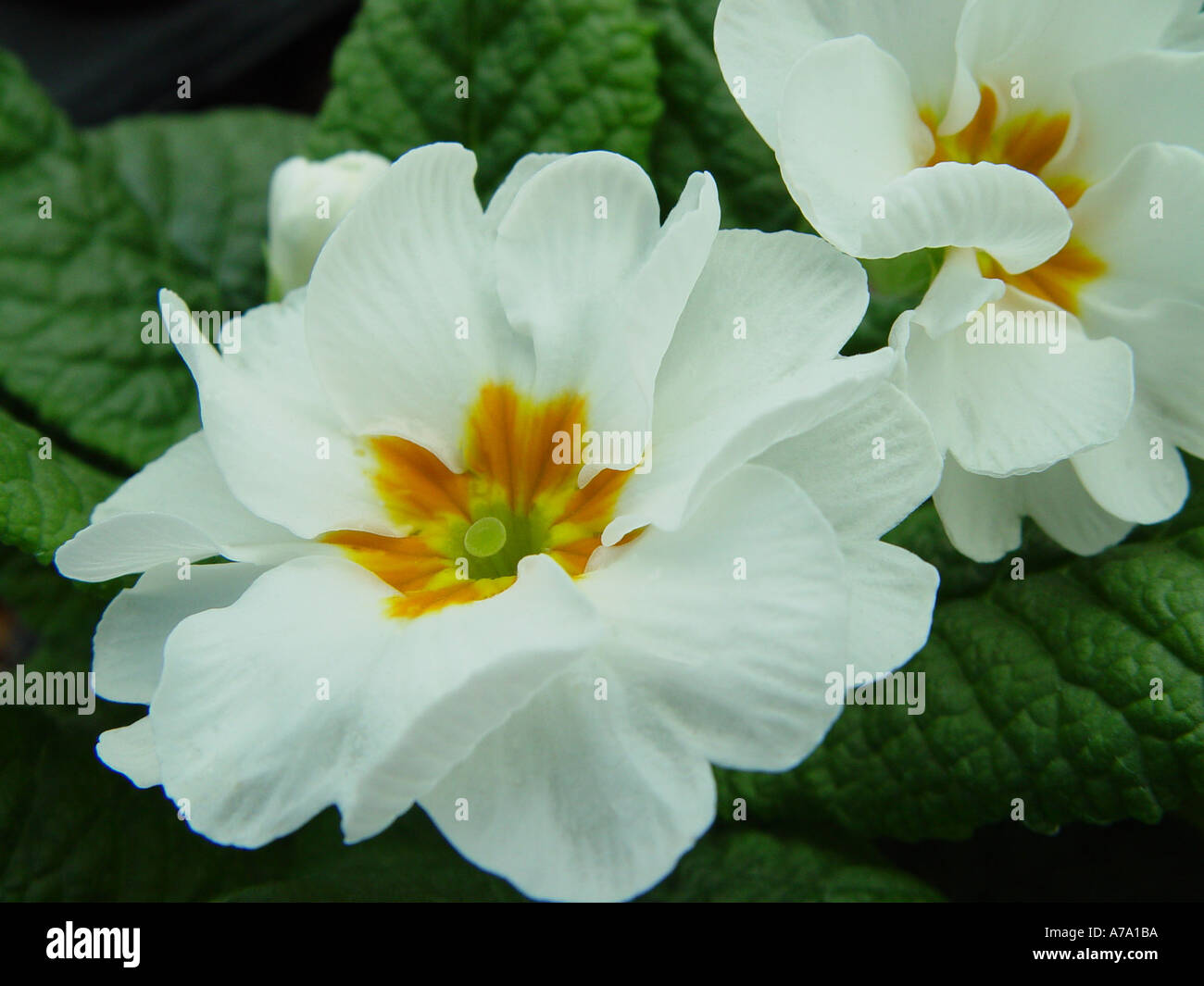 Yellow w hi-res stock photography and images - Alamy