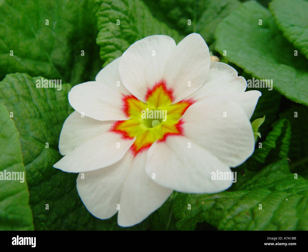 Primrose White w yellowedged red eye Stock Photo - Alamy