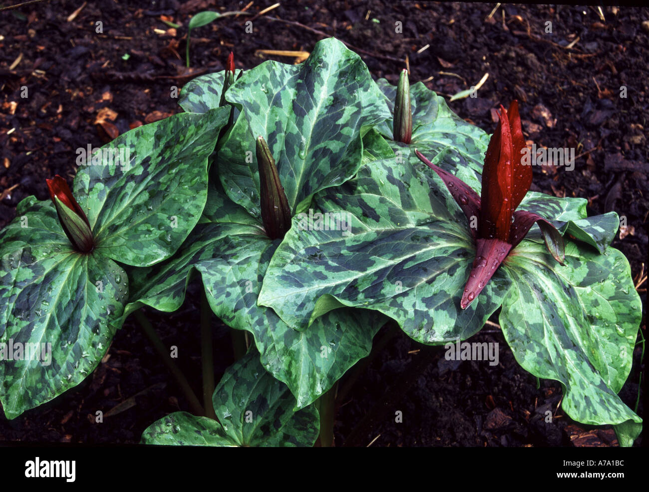 Sessile flowers hi-res stock photography and images - Alamy