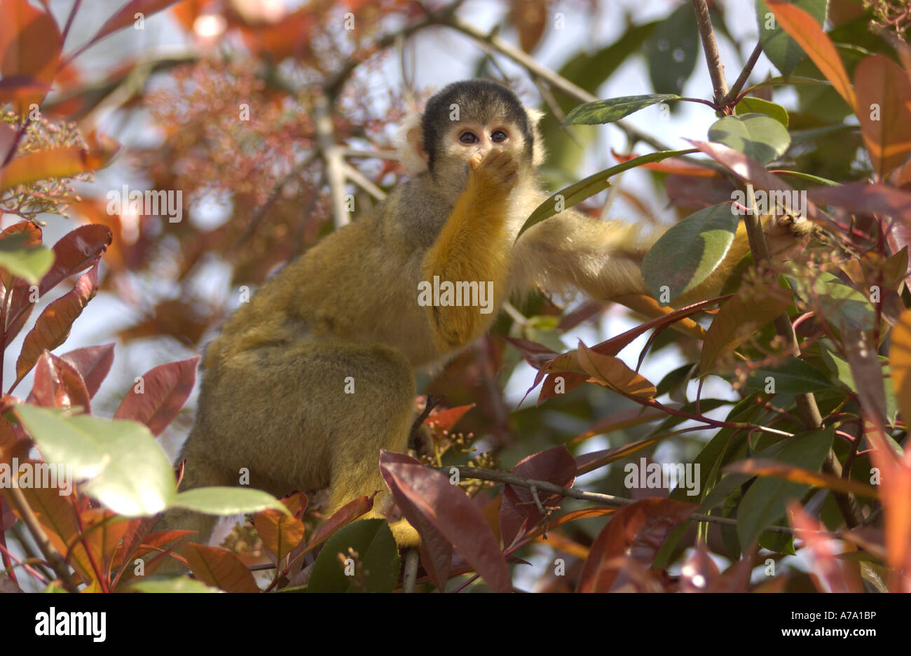 Black-capped squirrel Monkey in captivity at a Zoo, England, UK Stock ...