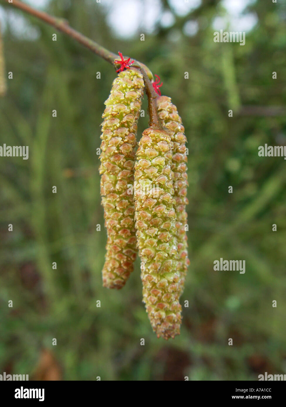 Cobnut catkins hi-res stock photography and images - Alamy