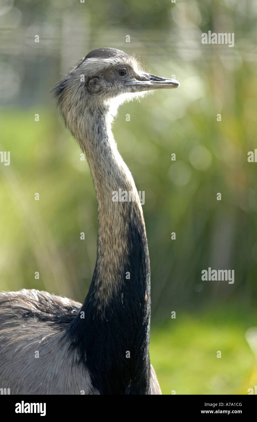 The long neck of the Ostrich in captivity at a Zoo, England, UK Stock ...