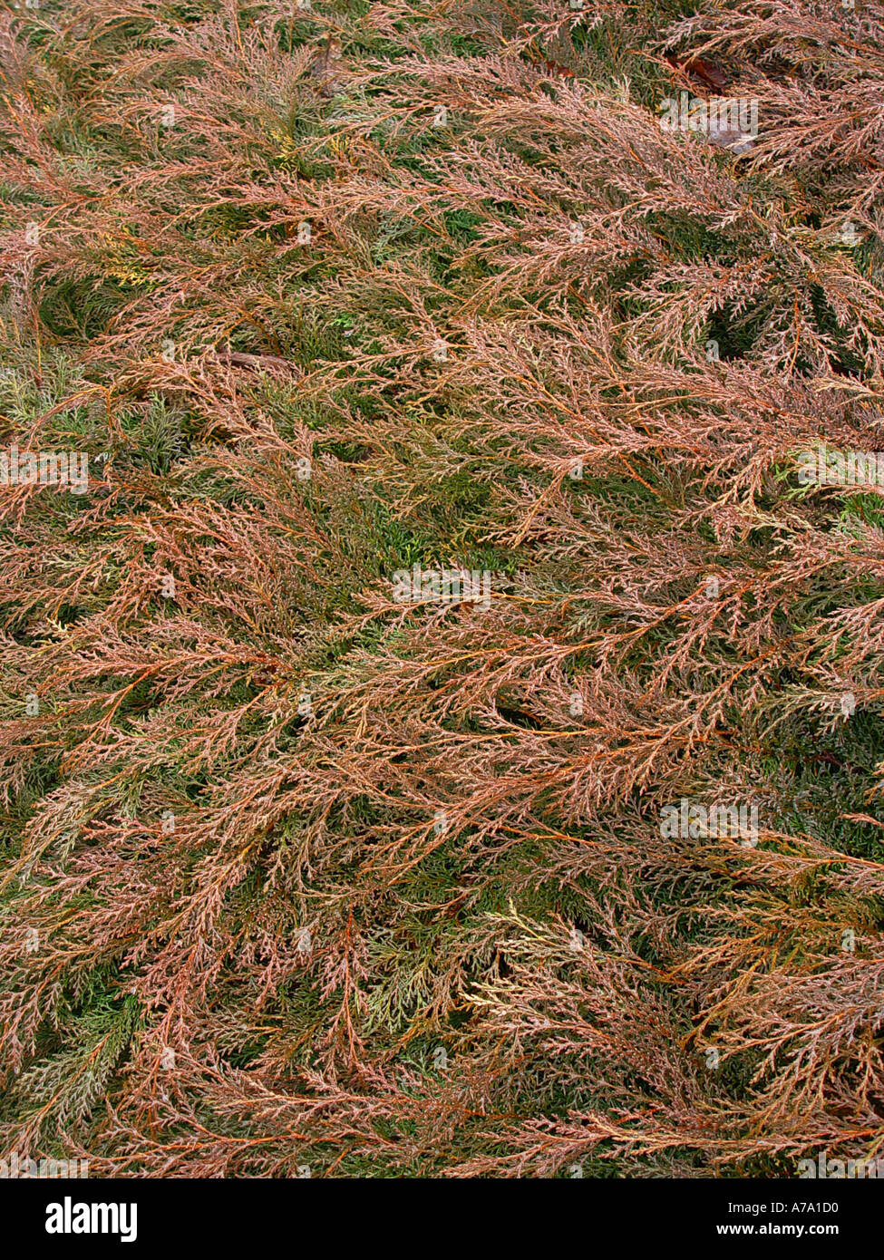 Microbiota decussata foliage Stock Photo - Alamy